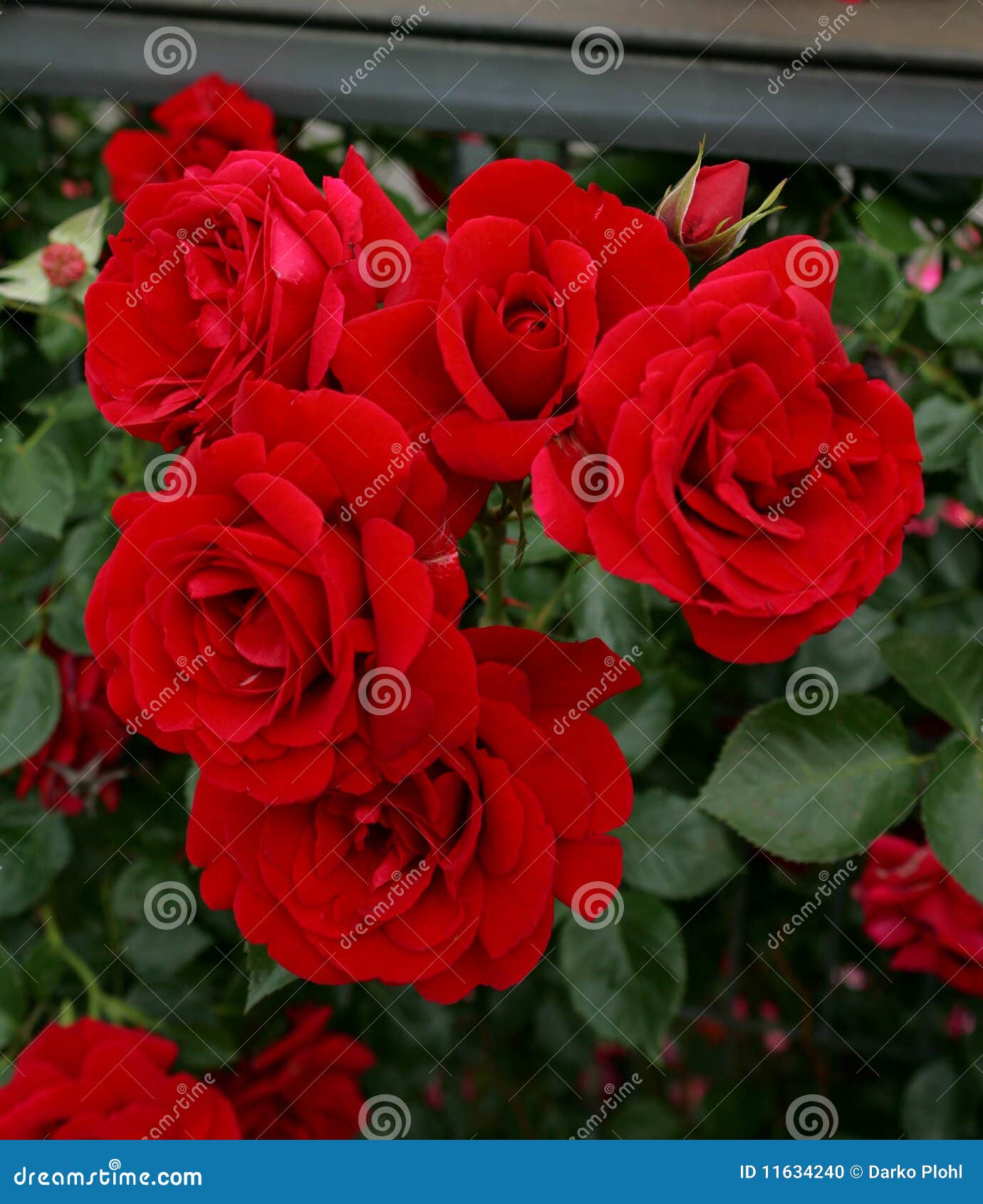 El rojo se levantó foto de archivo. Imagen de flores - 11634240