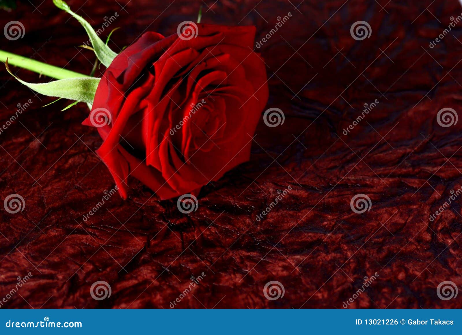 El rojo se levantó foto de archivo. Imagen de fecha, fondo - 13021226