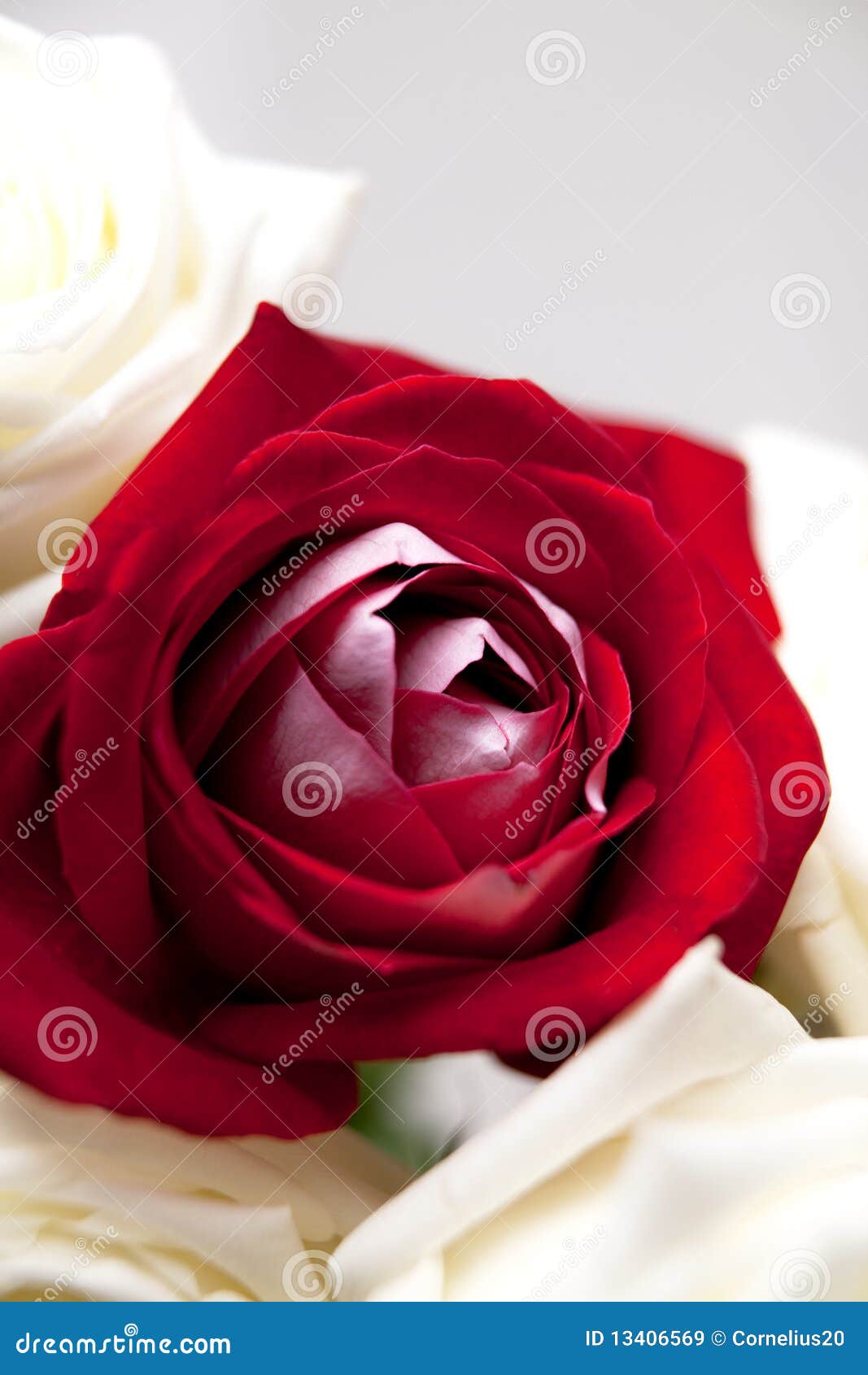 El rojo se levantó imagen de archivo. Imagen de blanco - 13406569