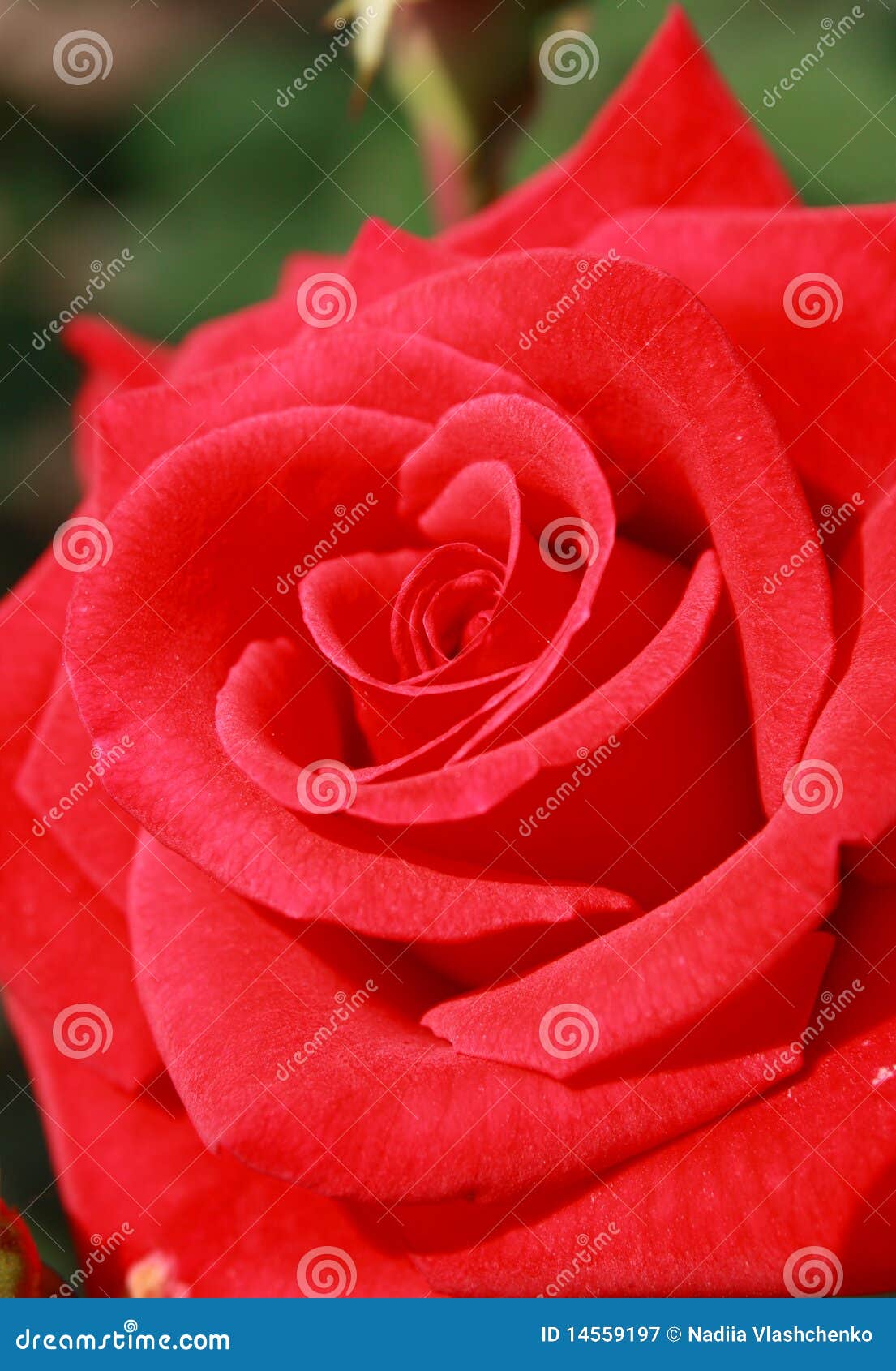 El rojo se levantó imagen de archivo. Imagen de rojo - 14559197