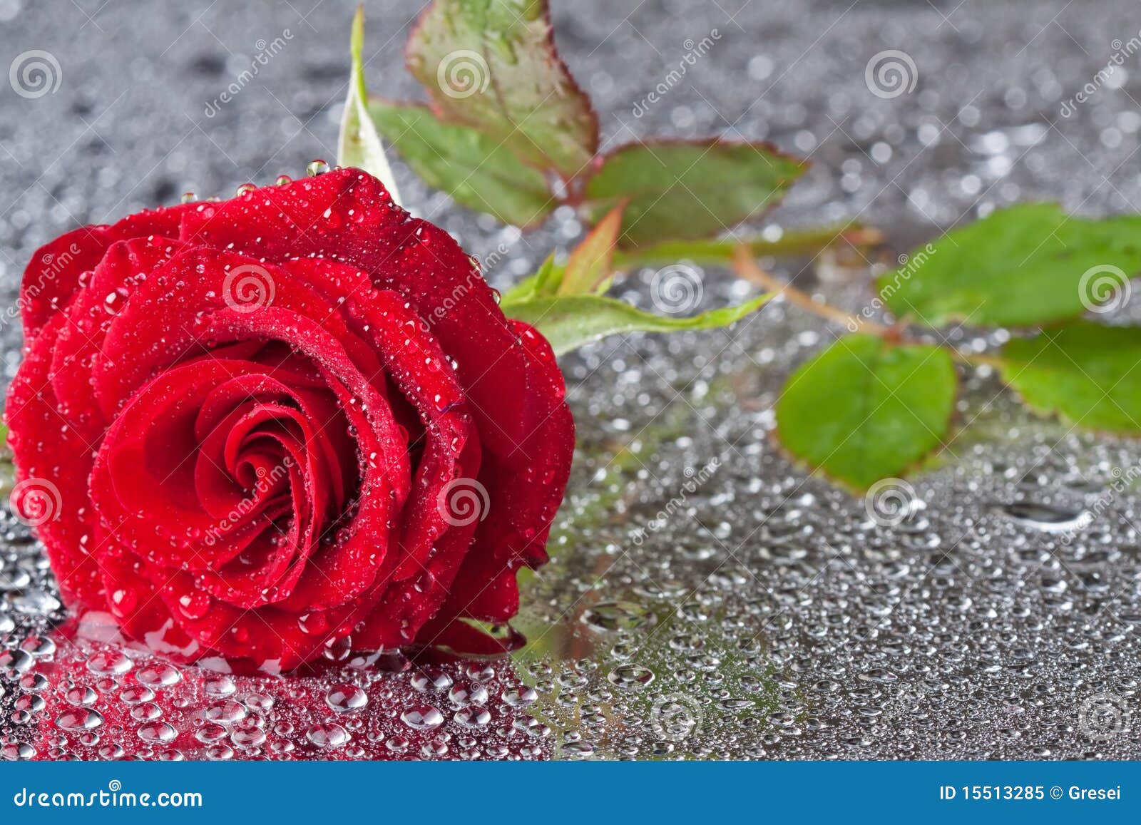 El rojo se levantó imagen de archivo. Imagen de macro - 15513285