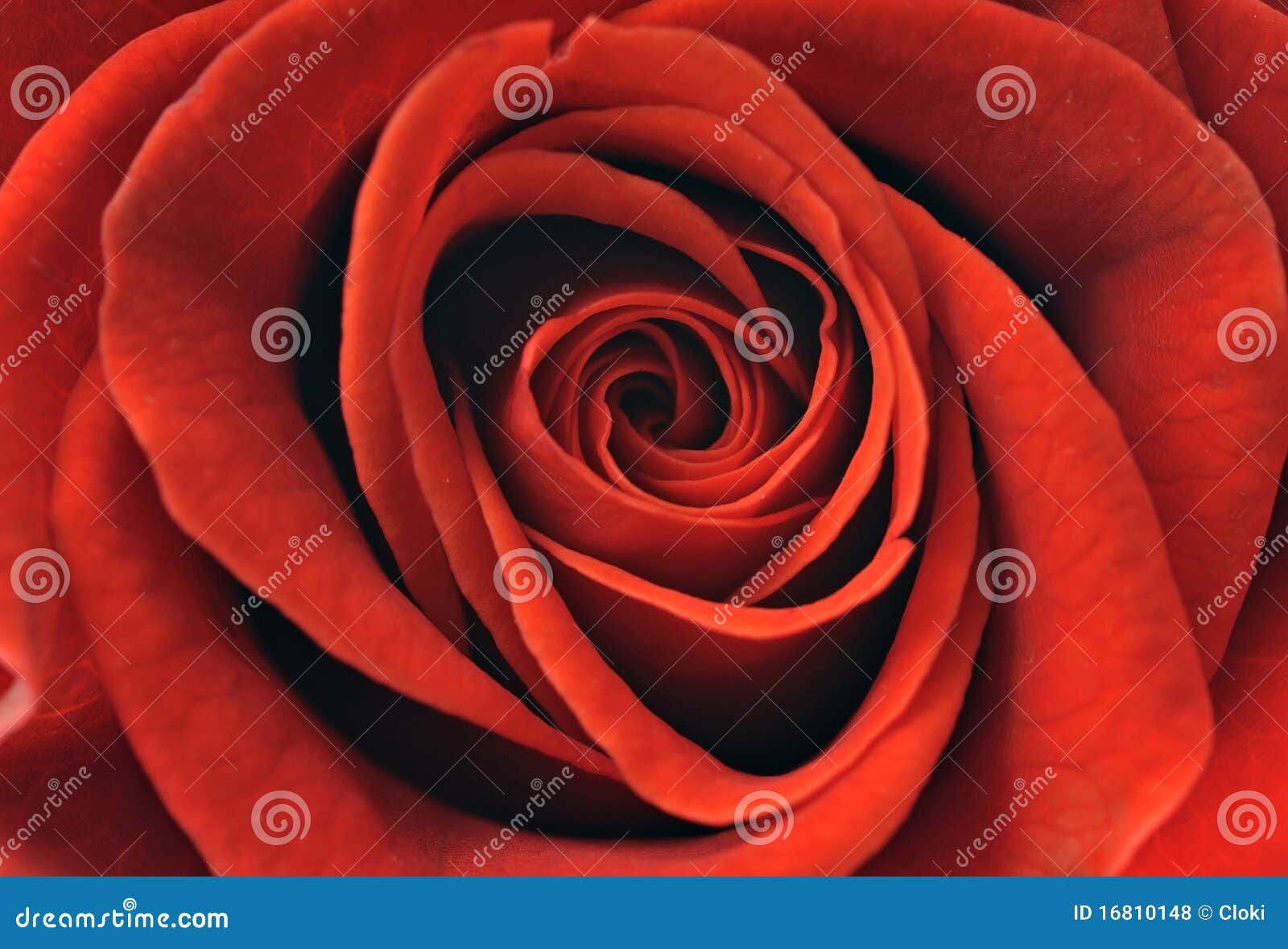 El rojo se levantó foto de archivo. Imagen de flor, aroma - 16810148