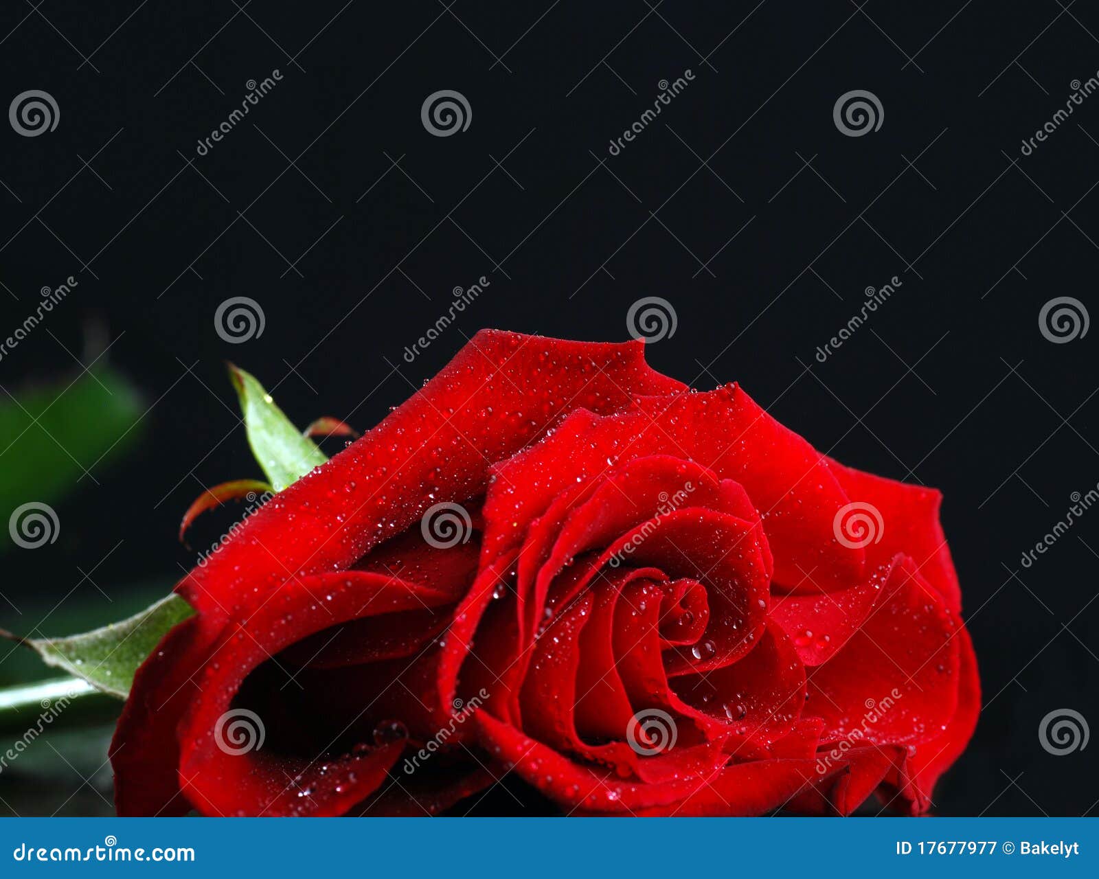 El rojo se levantó imagen de archivo. Imagen de rosa - 17677977