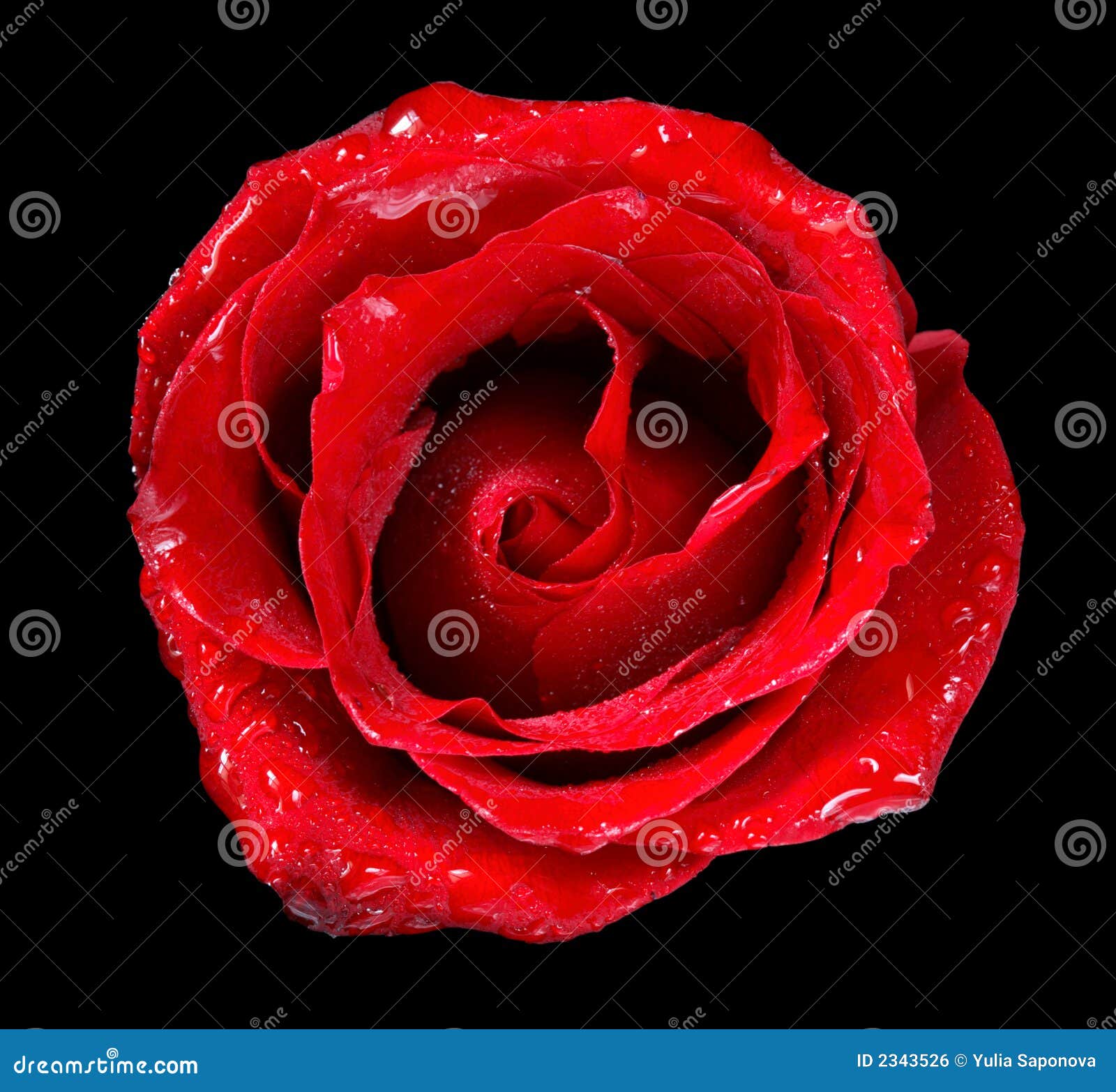 El rojo se levantó foto de archivo. Imagen de fondos, vacaciones - 2343526