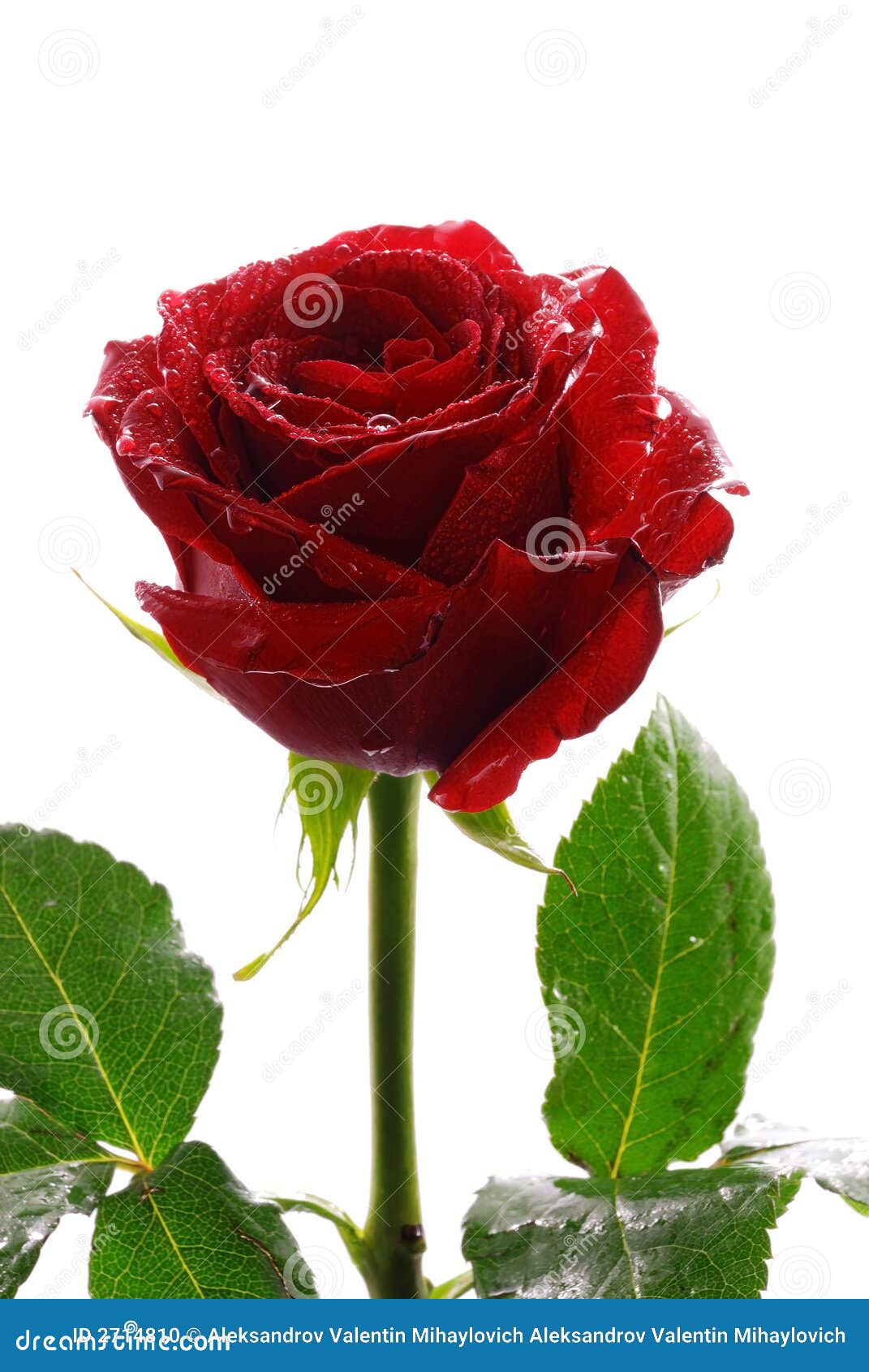 El rojo se levantó foto de archivo. Imagen de regalo, fondos - 2714810