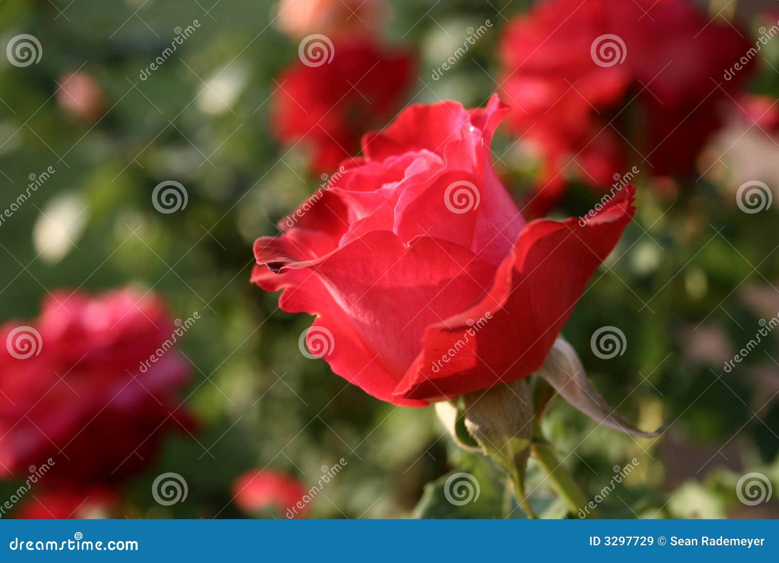 El rojo se levantó imagen de archivo. Imagen de flor, rosa - 3297729