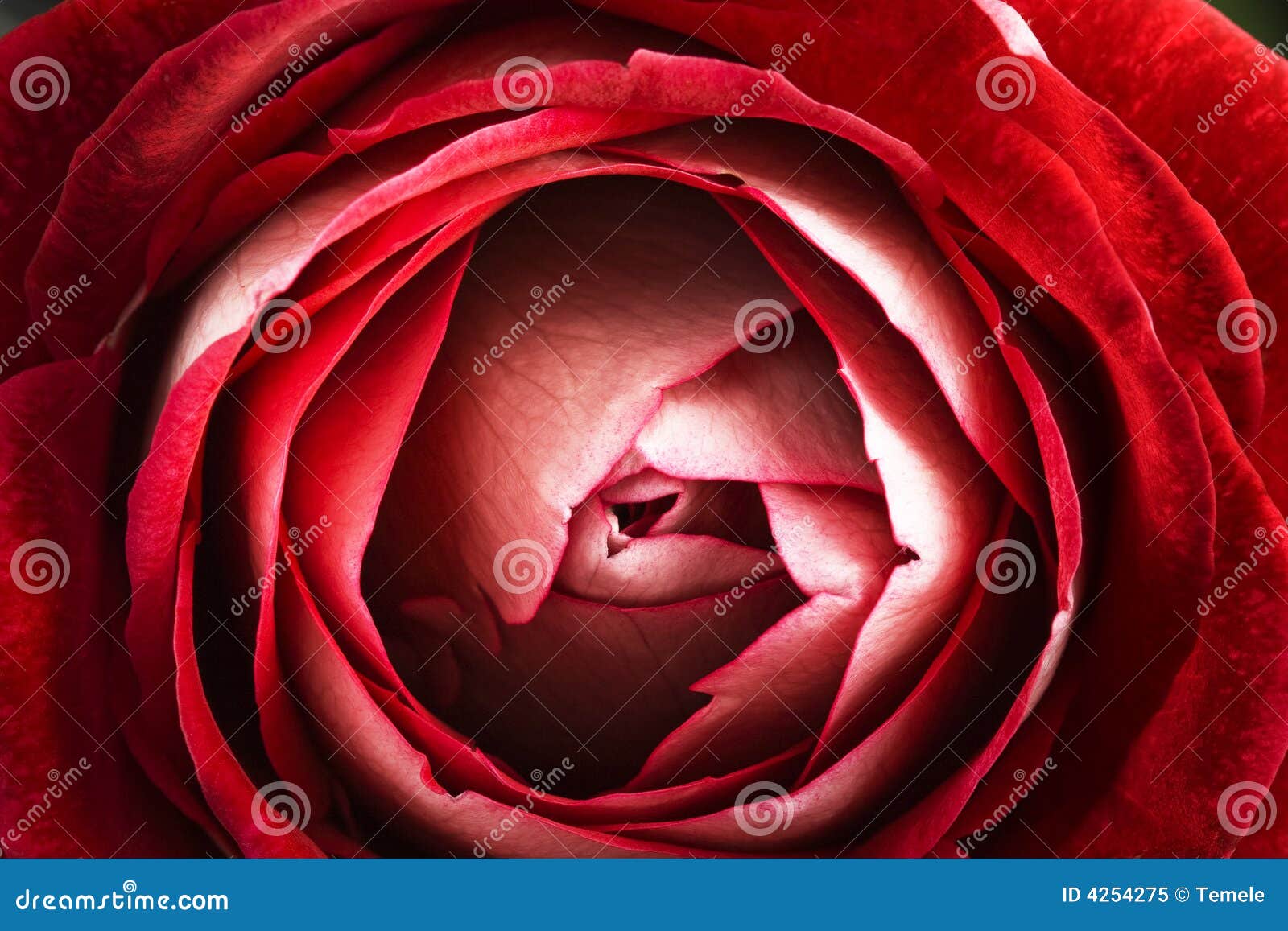 El rojo se levantó imagen de archivo. Imagen de regalo - 4254275