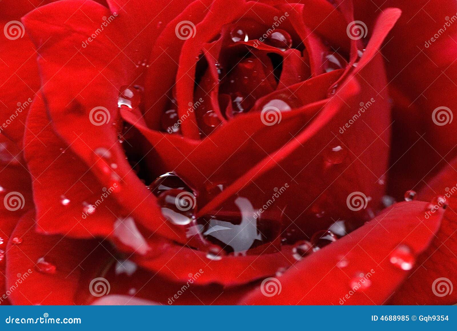 El rojo se levantó imagen de archivo. Imagen de racimo - 4688985