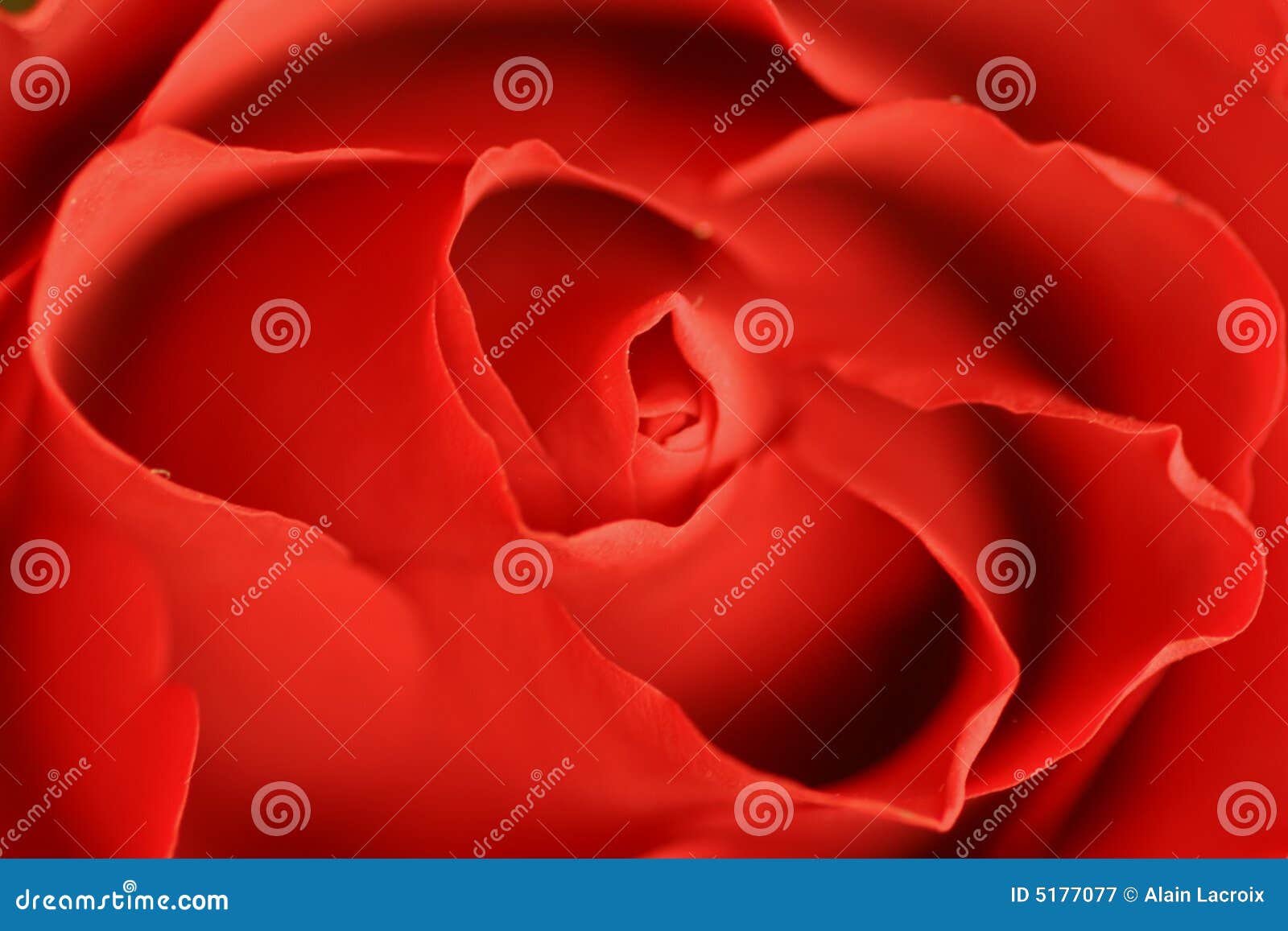 El rojo se levantó imagen de archivo. Imagen de adorne - 5177077