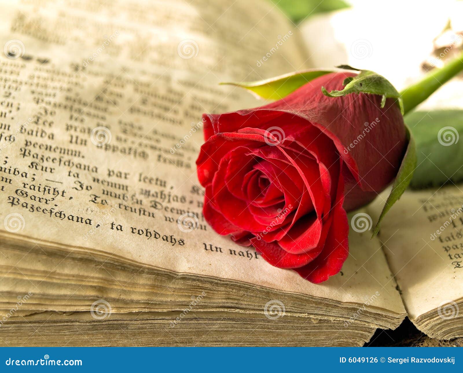 El rojo se levantó foto de archivo. Imagen de espiritualidad - 6049126