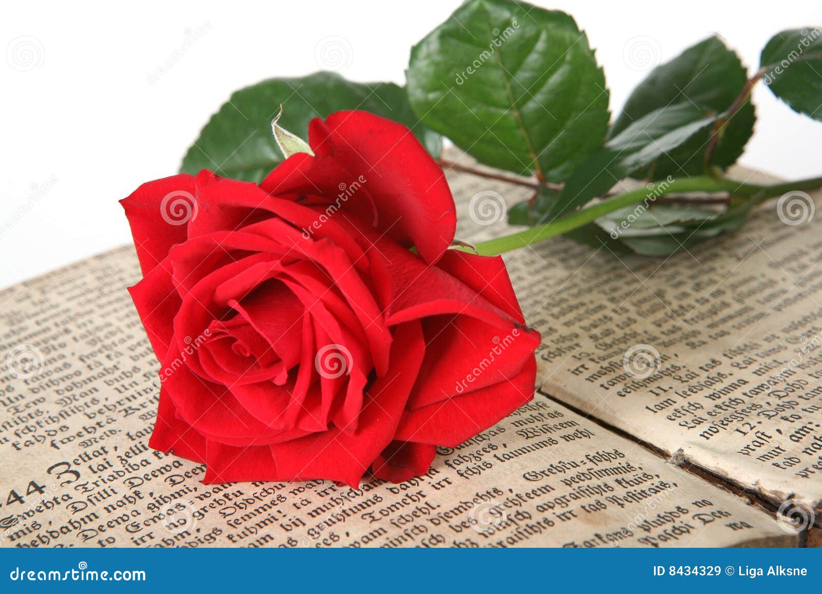 El rojo se levantó imagen de archivo. Imagen de polilla - 8434329