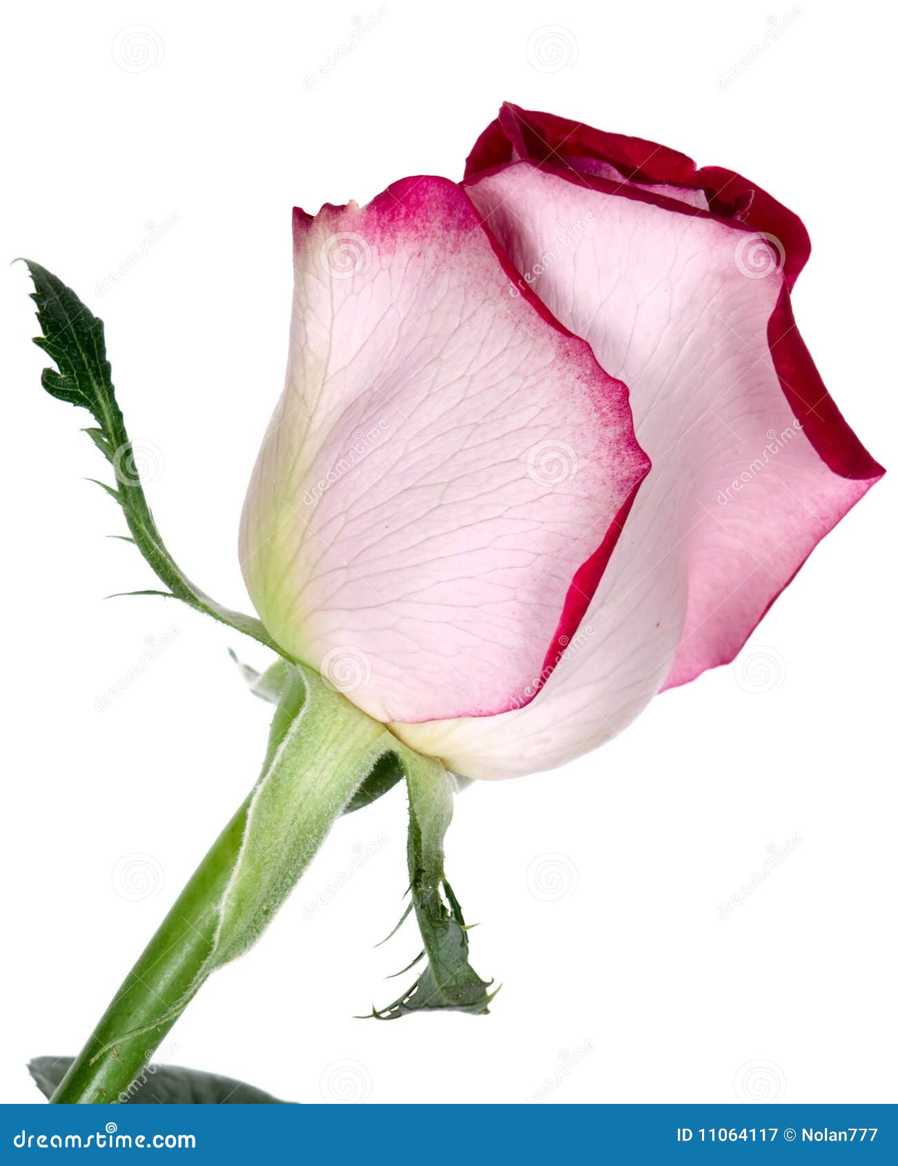 El Rojo Se Levantó Encendido Imagen de archivo - Imagen de rojo ...