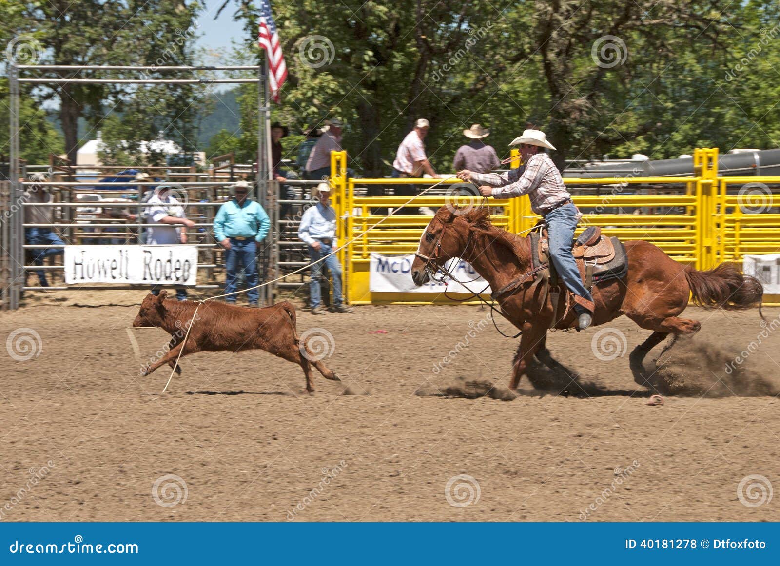 El Roping del becerro foto de archivo editorial. Imagen de rodadura ...