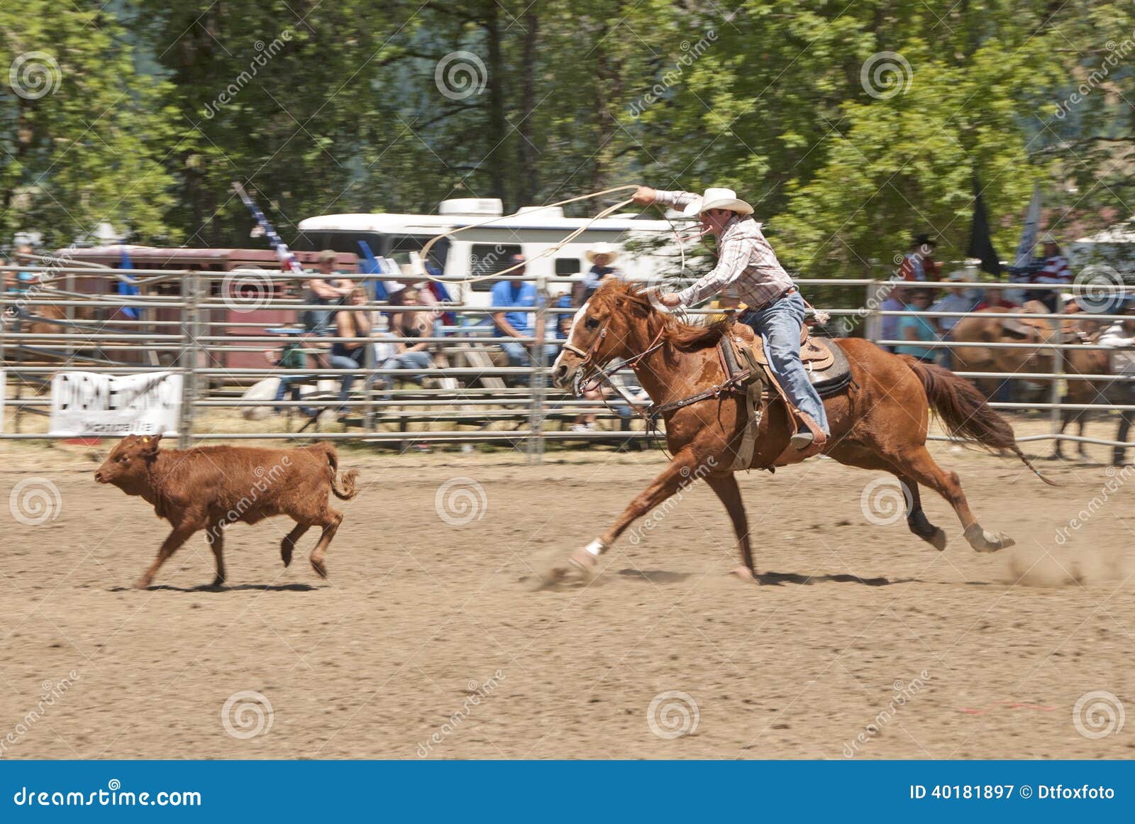 El Roping del becerro fotografía editorial. Imagen de animal - 40181897