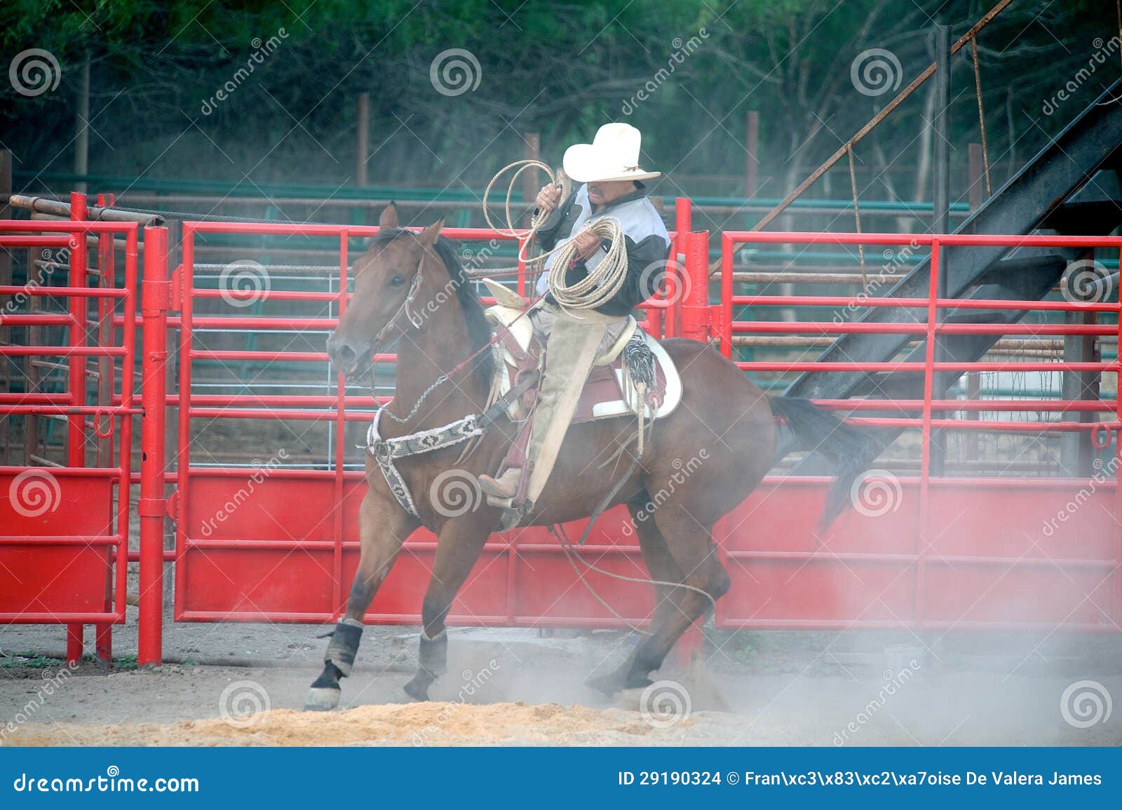 El Roping Practicante Del Vaquero Mexicano a Caballo, TX, Los E.E.U.U ...