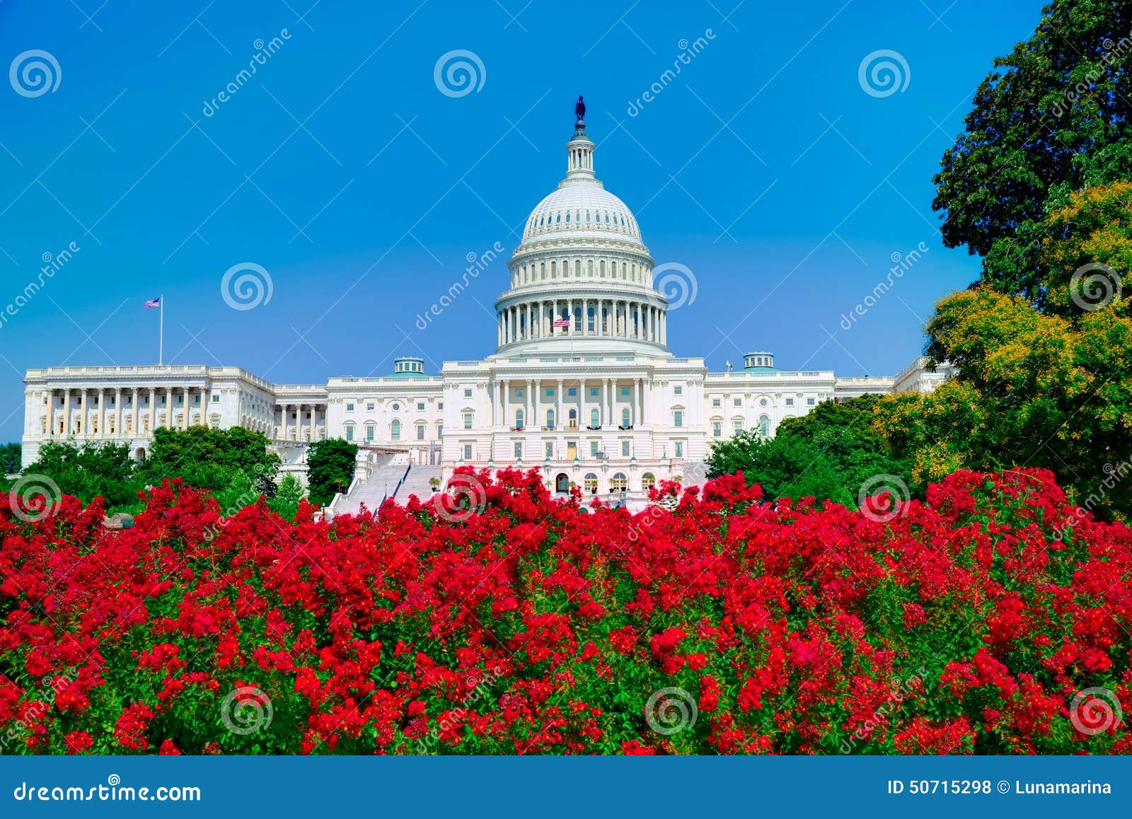 El Rosa Del Washington DC Del Edificio Del Capitolio Florece Los E.E.U ...