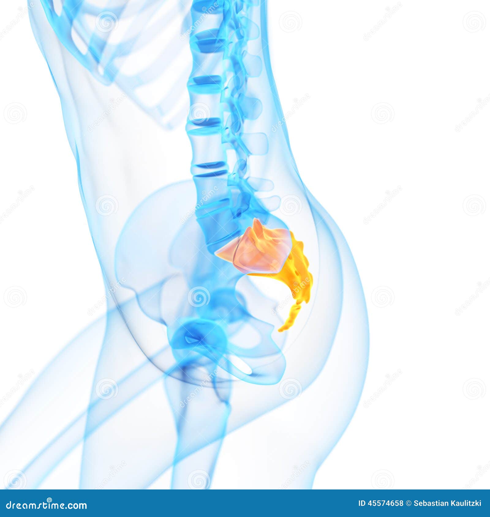 El sacro stock de ilustración. Ilustración de esqueleto - 45574658