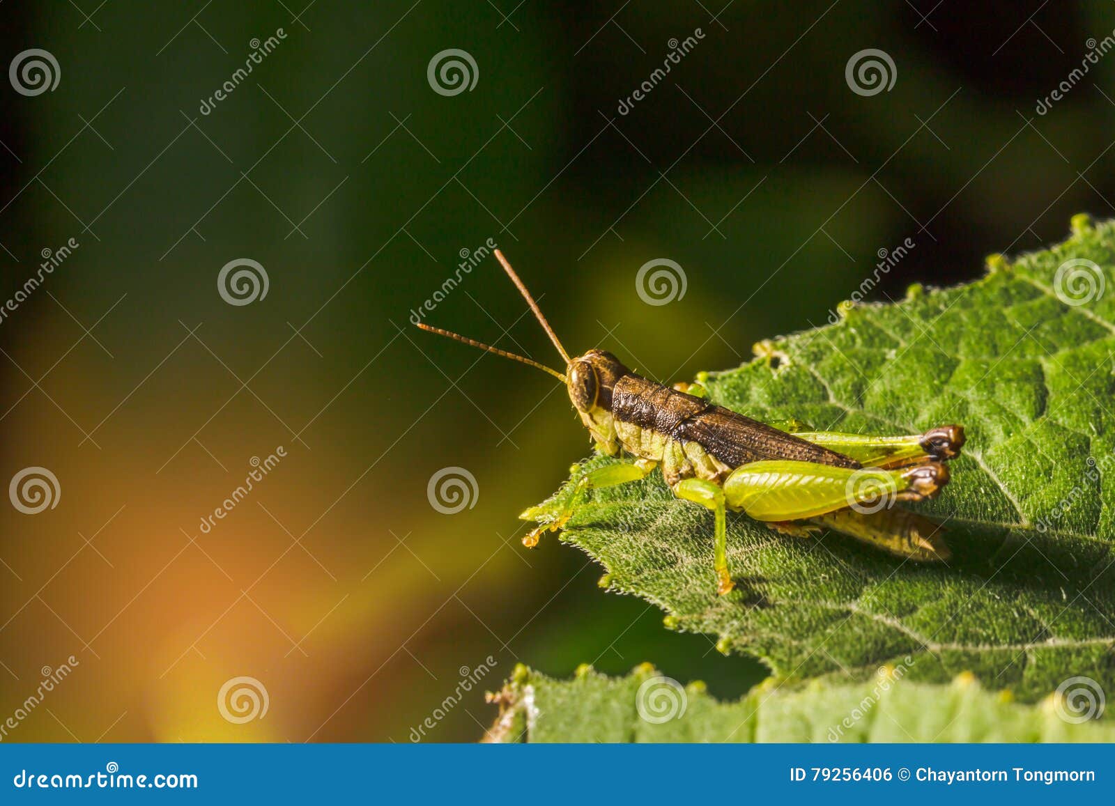 El Saltamontes Es Planta Que Come Insectos Foto de archivo - Imagen de ...
