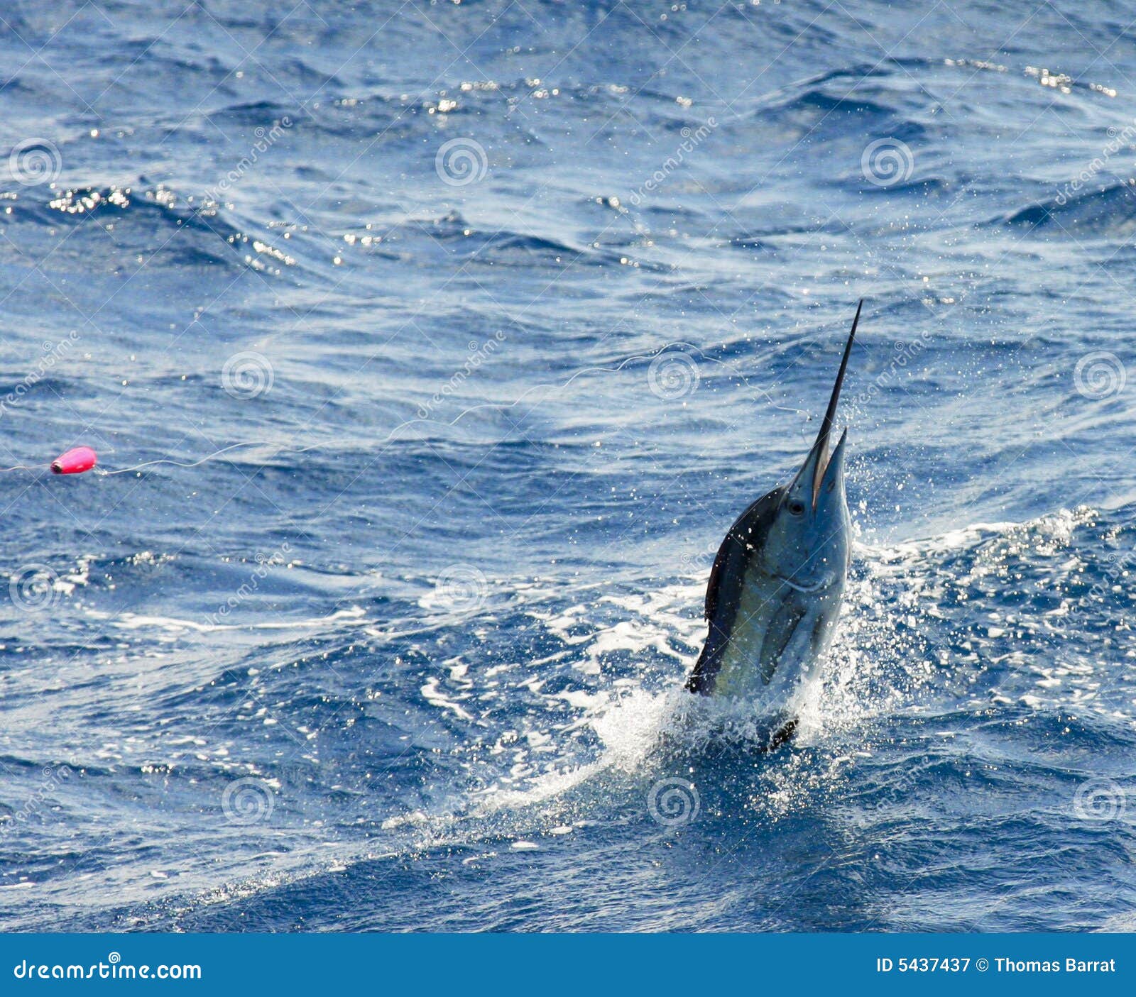 El salto del pez volador imagen de archivo. Imagen de pescados - 5437437