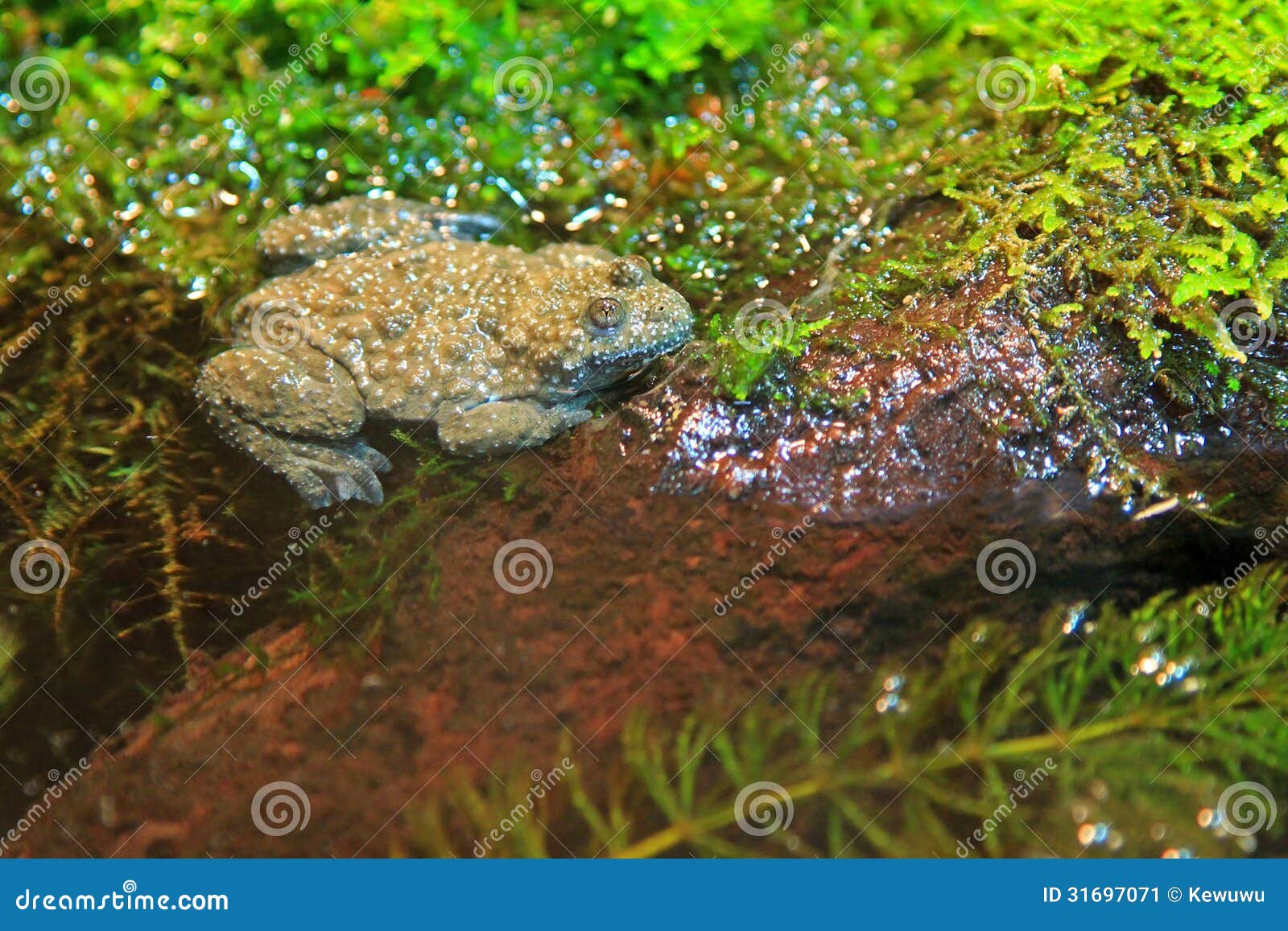 El sapo Amarillo-hinchado imagen de archivo. Imagen de vientre - 31697071