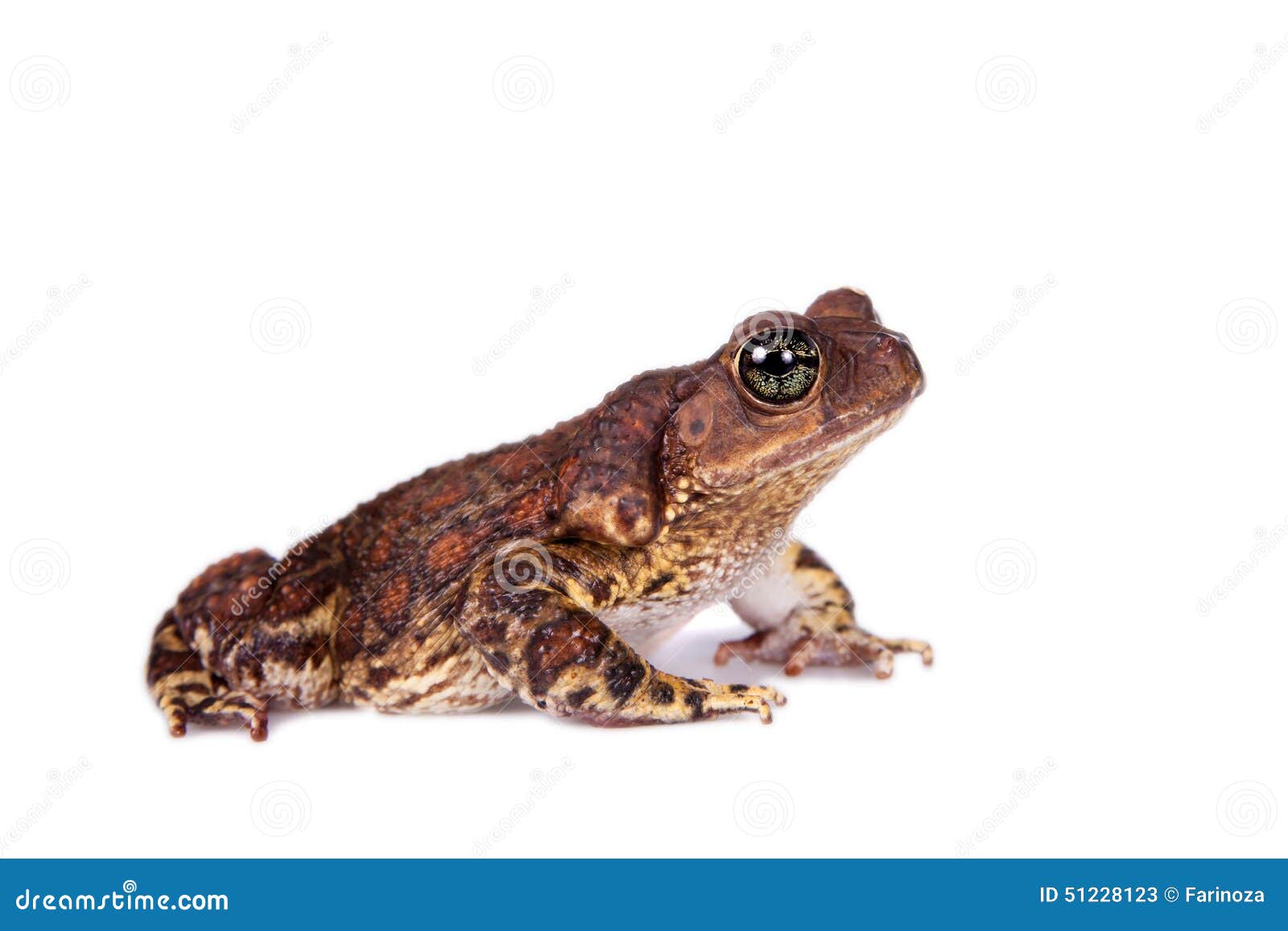 El Sapo Cubano, Empusus De Bufo, En Blanco Imagen de archivo - Imagen ...