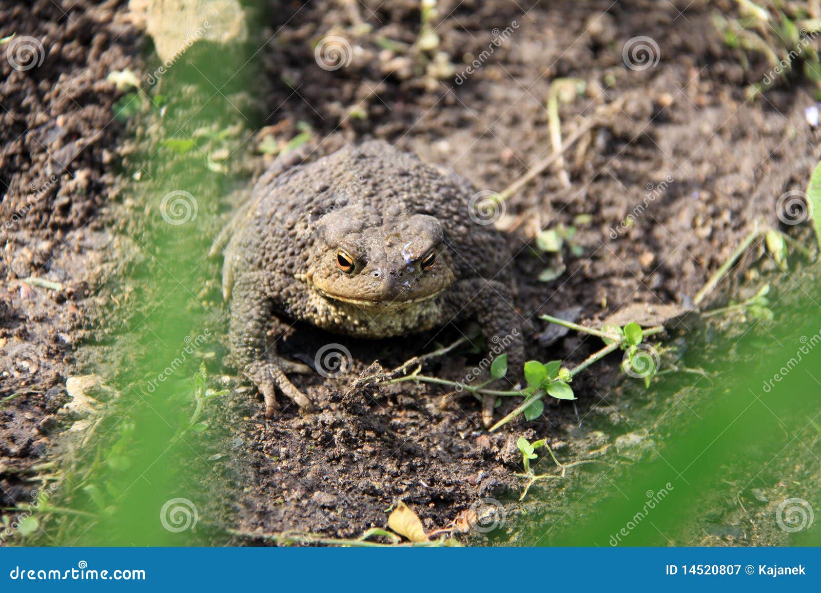 El sapo marrón imagen de archivo. Imagen de living, imagen - 14520807
