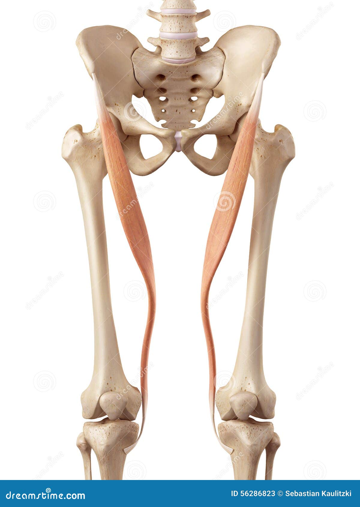 El sartorio stock de ilustración. Ilustración de médico - 56286823