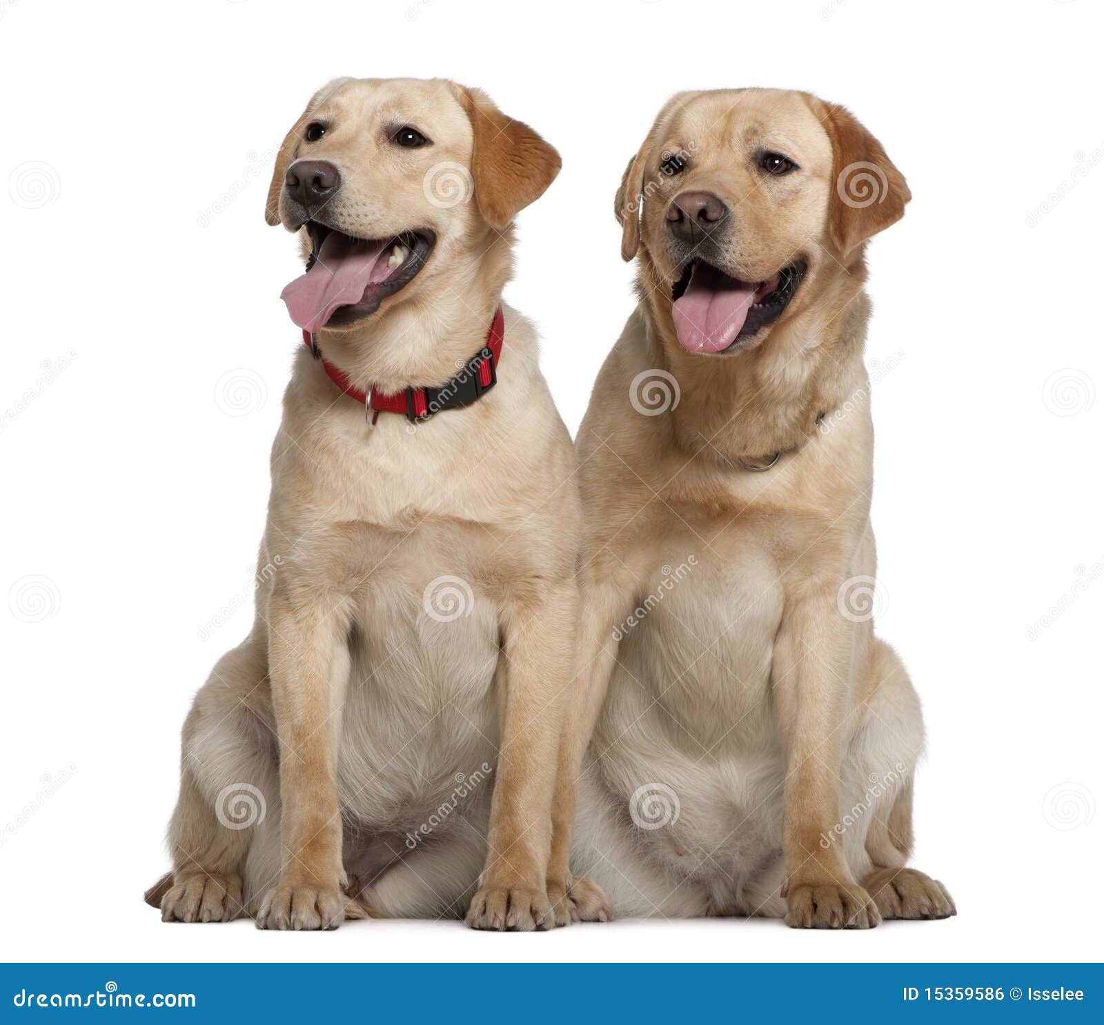 El Sentarse De Dos Perros Perdigueros De Labrador Foto de archivo ...