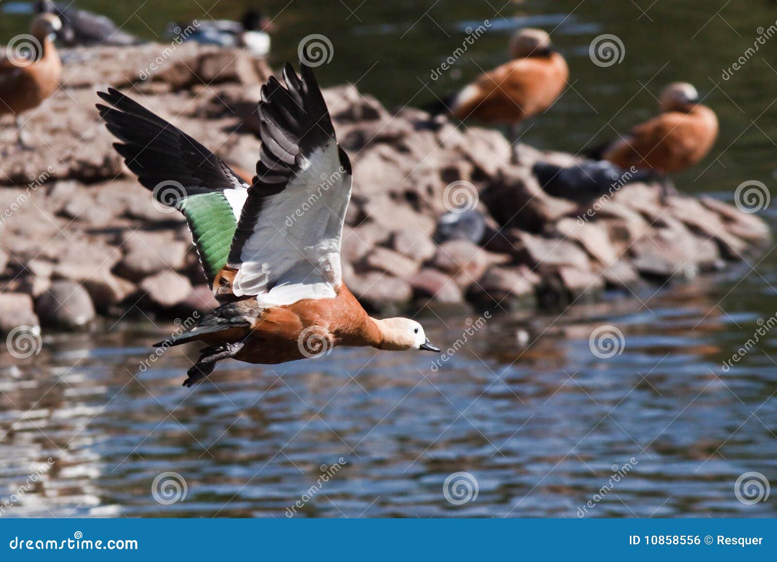 El Shelduck rubicundo foto de archivo. Imagen de rubicundo - 10858556