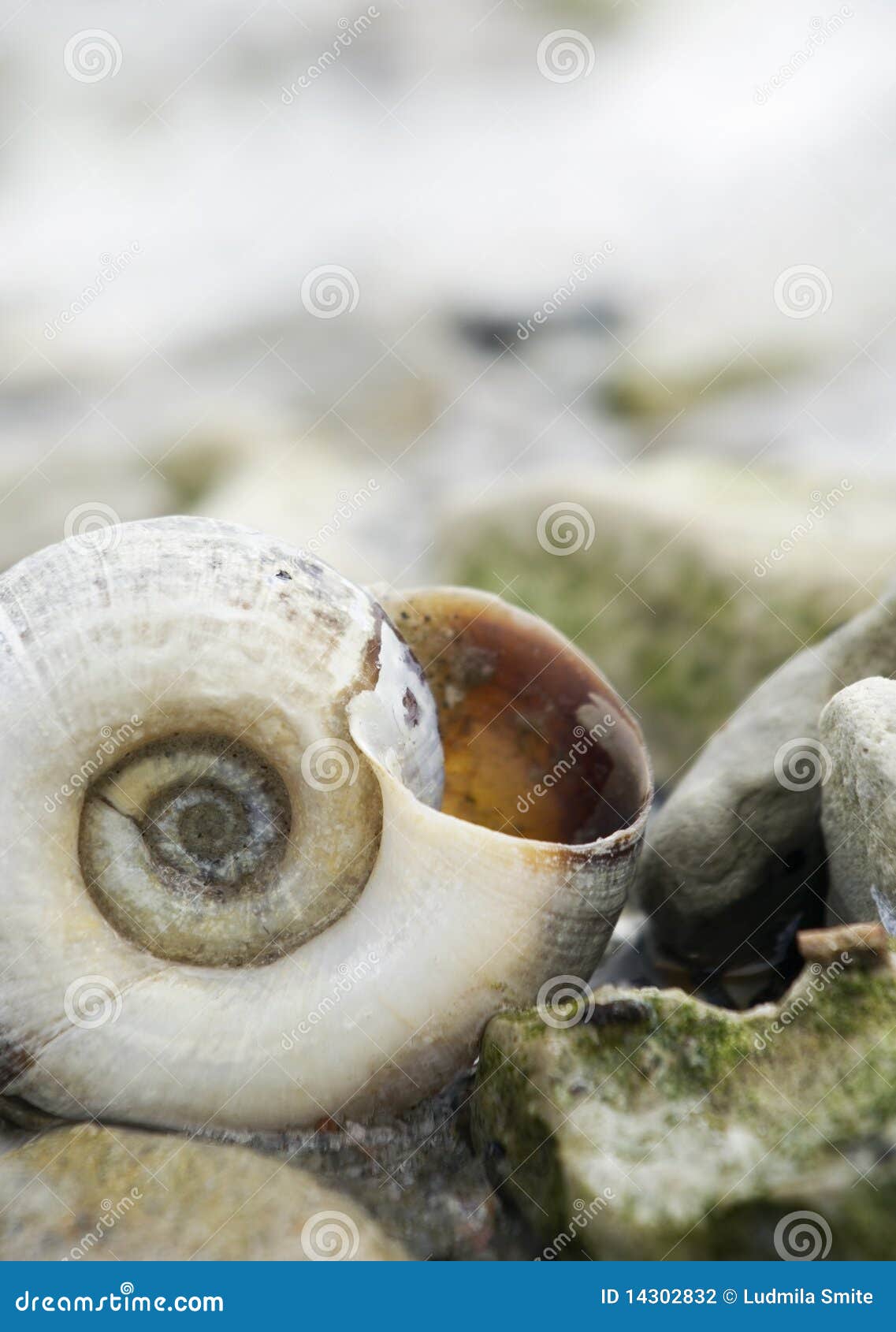 El shell del caracol. foto de archivo. Imagen de caracol - 14302832