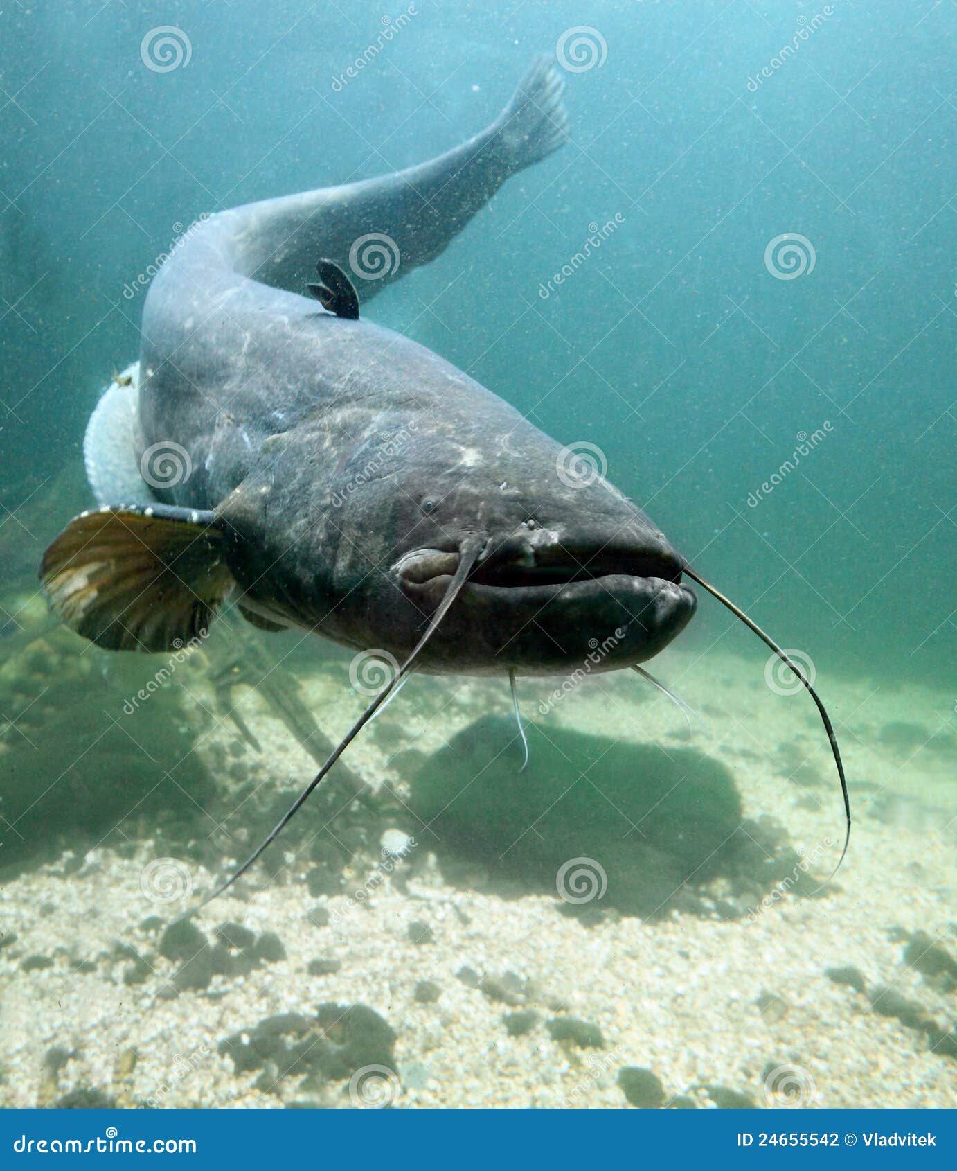 El Siluro (Silurus Glanis). Foto de archivo - Imagen de profundidad ...