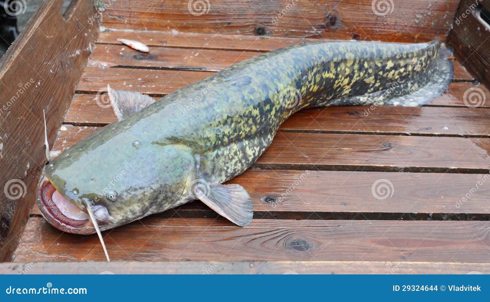 El Siluro (Silurus Glanis). Foto de archivo - Imagen de acuacultura ...