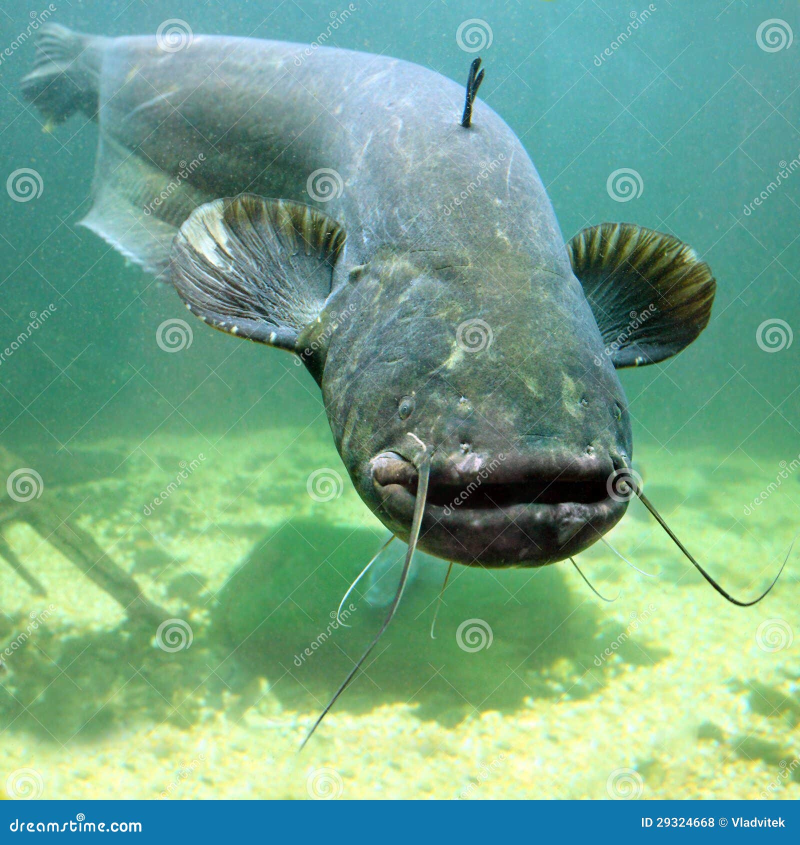 El Siluro (Silurus Glanis). Foto de archivo - Imagen de fresco, cubo ...