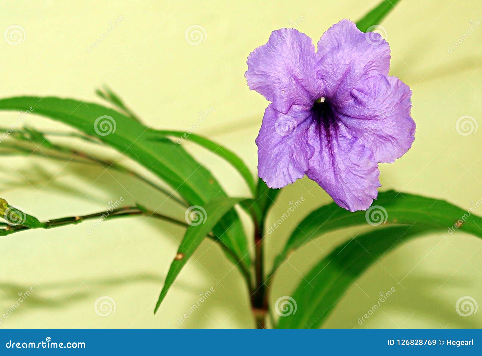 El Simplex De Ruellia Es Una Especie De Planta Floreciente Imagen de ...