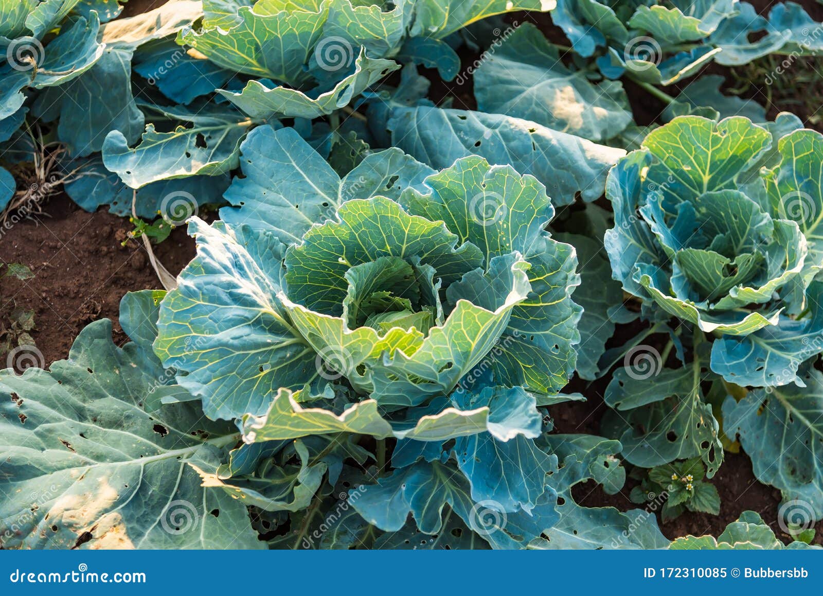 El Sol Brilla a Través De Hojas De Col Imagen de archivo - Imagen de ...