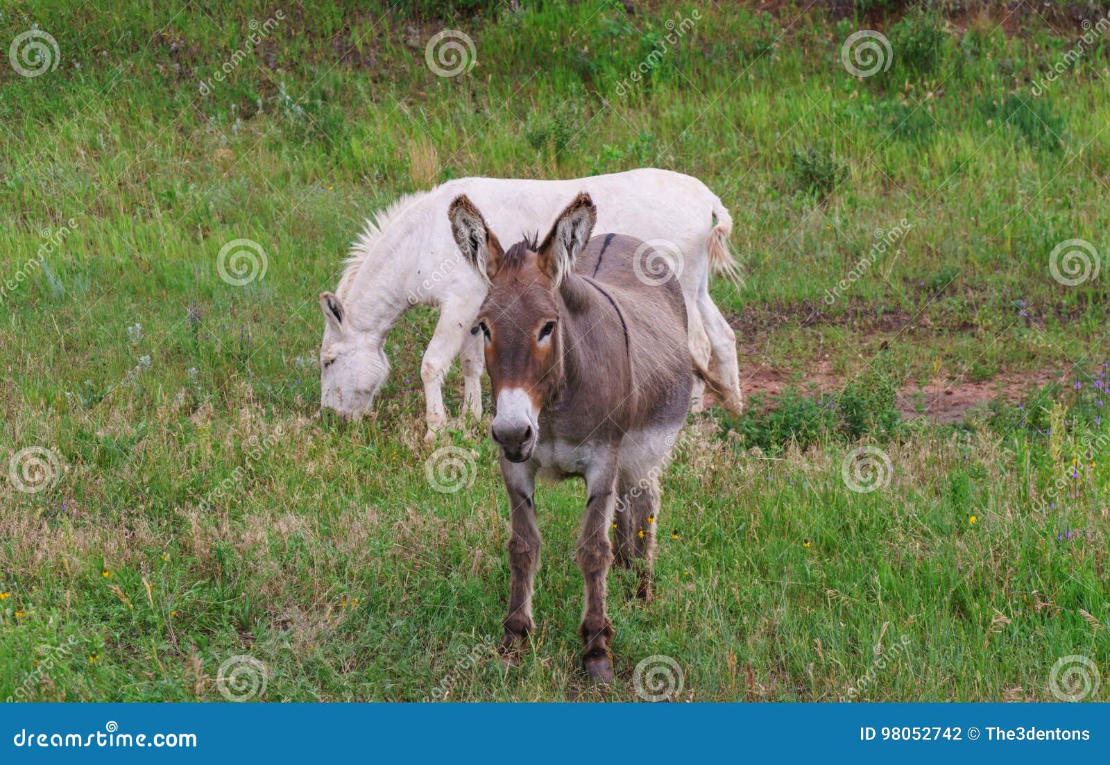¡El ` T De Don Sea Un Zopenco! Foto de archivo - Imagen de fauna, cubo ...