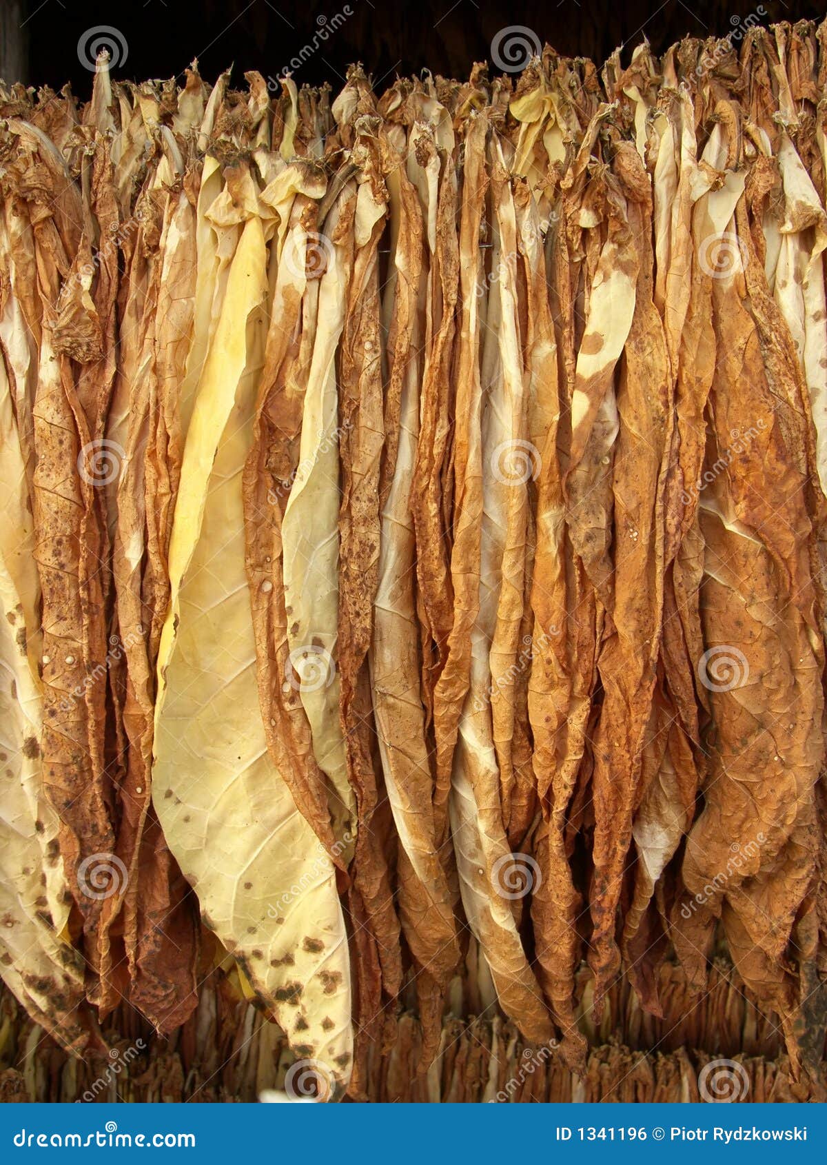 El Tabaco Sale De La Sequedad Foto de archivo - Imagen de secado, indio ...