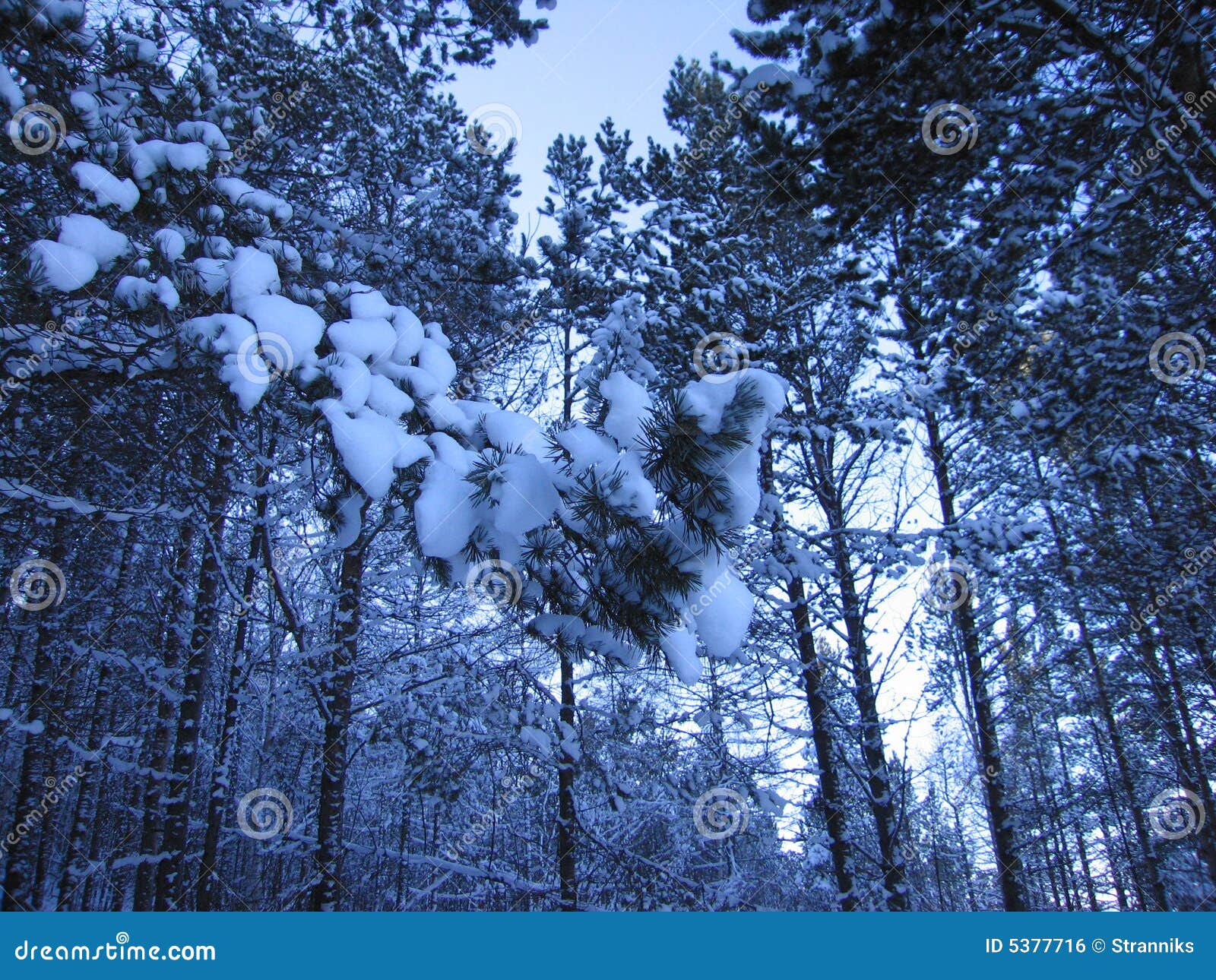 El taiga siberiano foto de archivo. Imagen de taiga, invierno - 5377716
