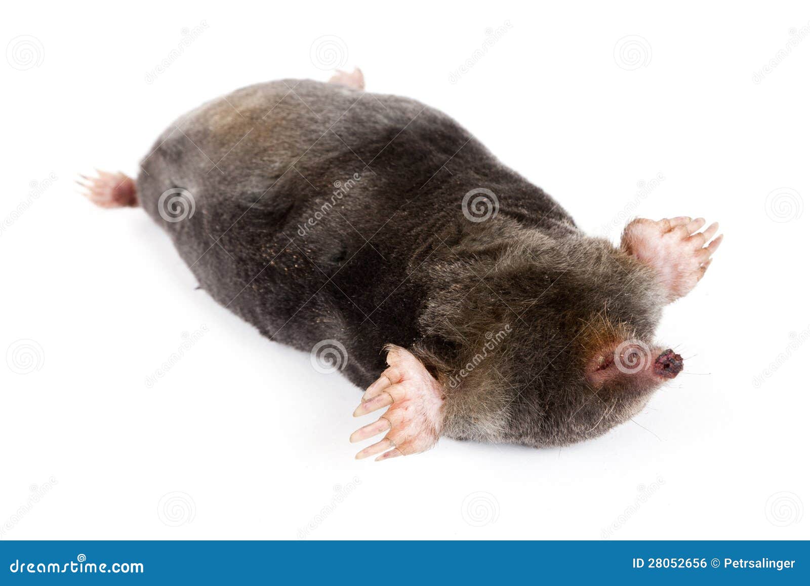 El topo europeo foto de archivo. Imagen de primitivo - 28052656