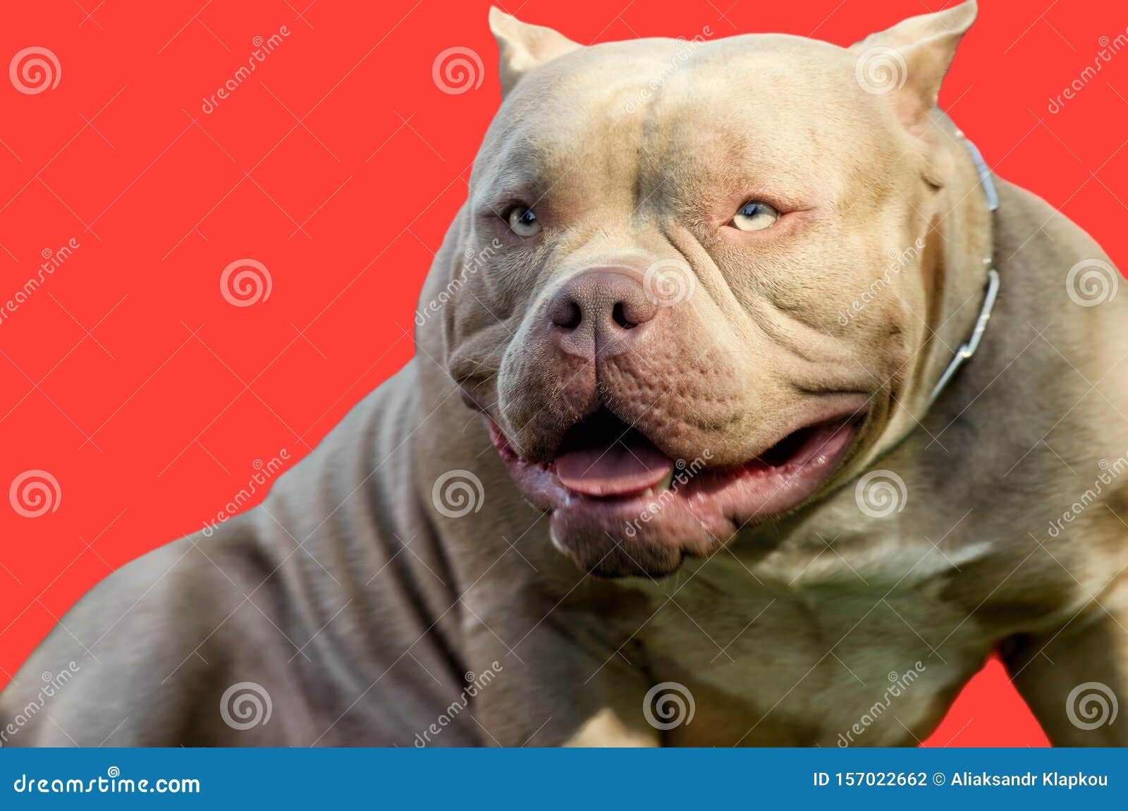 El Toro De Hojalata Es Una Raza De Servicio De Perro Foto de archivo ...