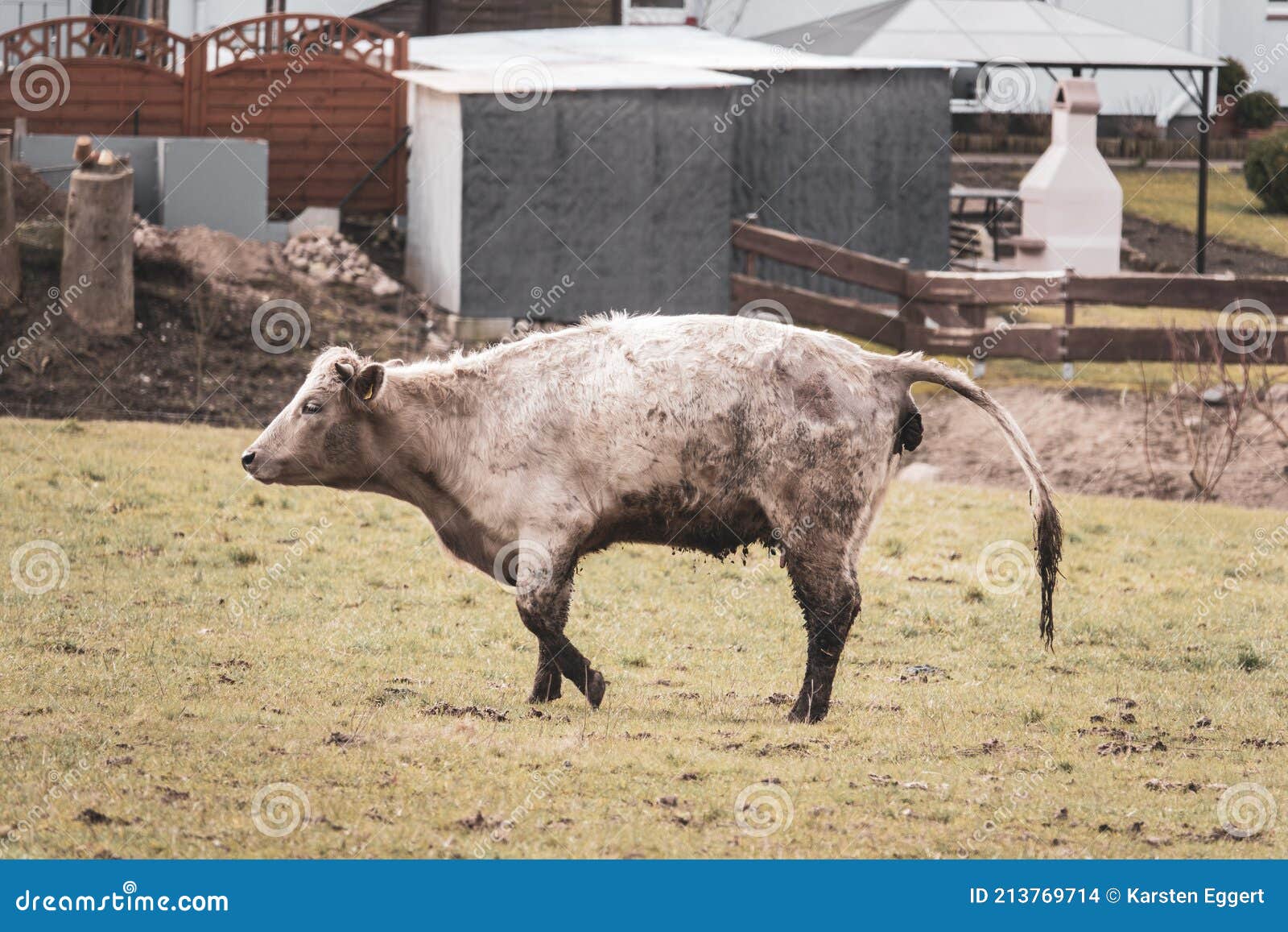El Toro Se Para En El Prado Y Caca Foto de archivo - Imagen de mascota ...
