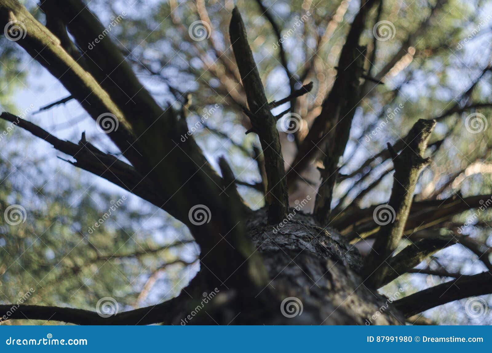 El tronco del roble viejo foto de archivo. Imagen de roble - 87991980