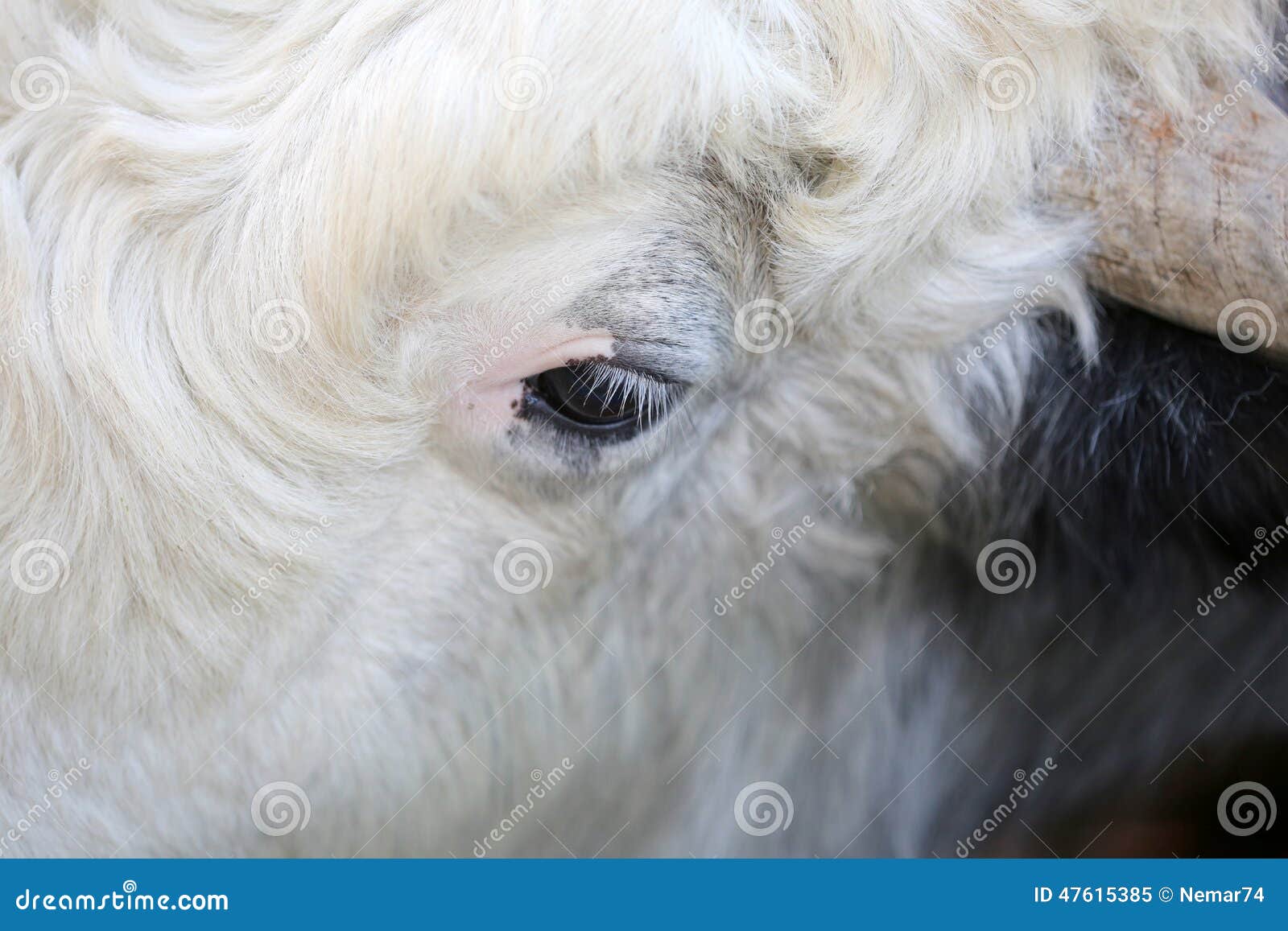 El un ojo de la vaca imagen de archivo. Imagen de ojos - 47615385