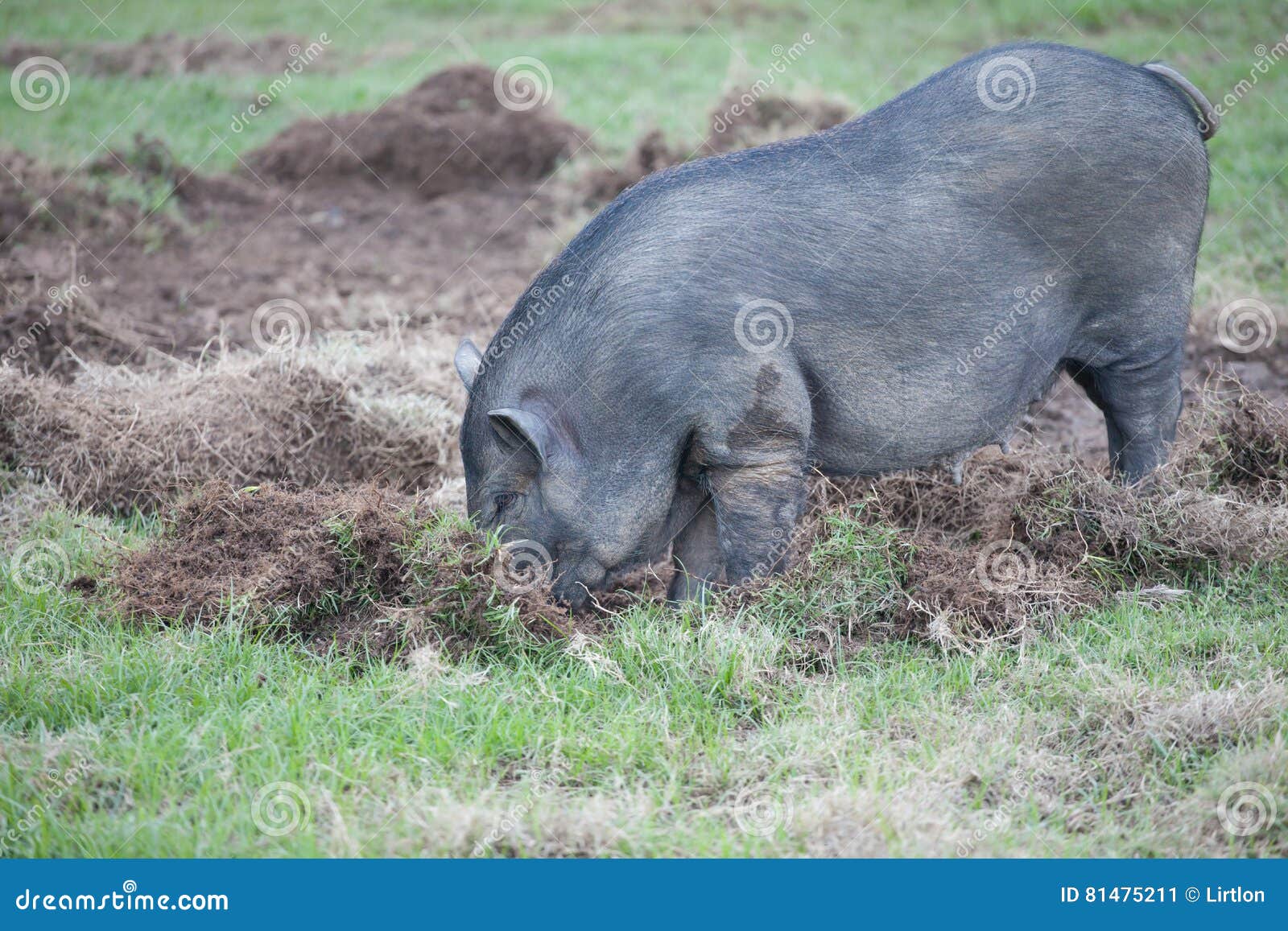 El Verraco Come La Raíz De Hierba Imagen de archivo - Imagen de poco ...
