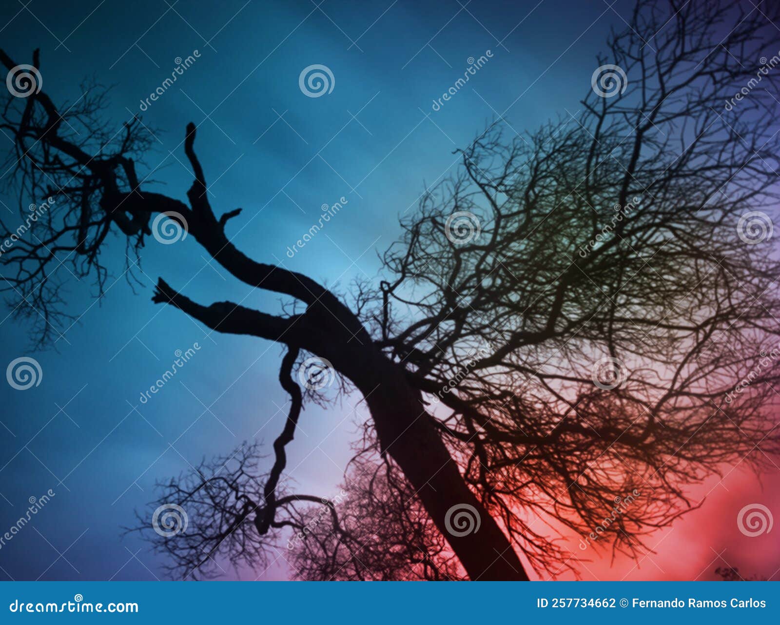 Halloween Evil Tree Silhouette El Vestb Stock Photo - Image of artistic ...