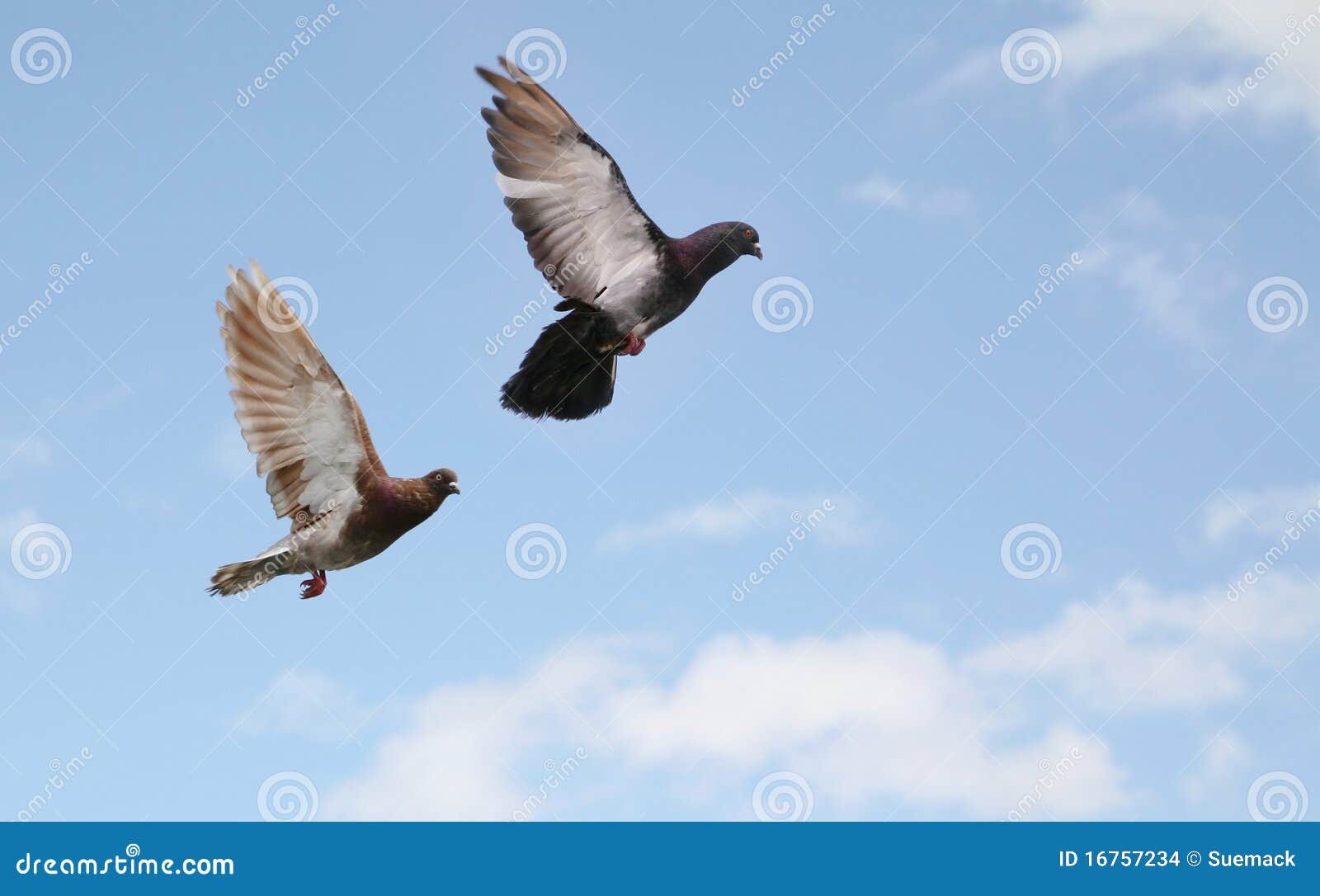 El volar de las palomas foto de archivo. Imagen de vuelo - 16757234