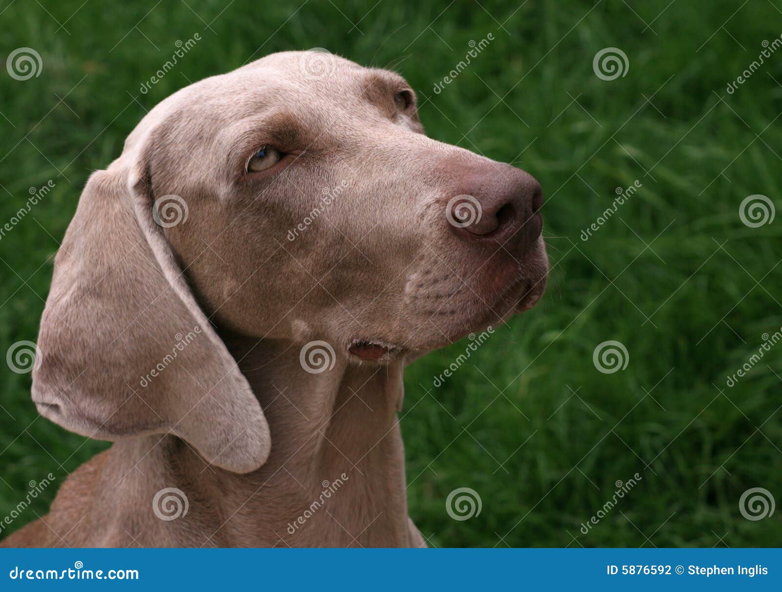 El Weimaraner foto de archivo. Imagen de plata, cazador - 5876592