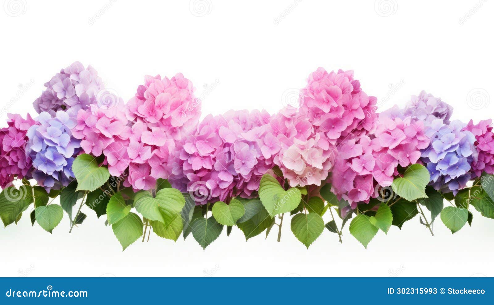Elaborate Purple and Pink Hydrangea Flower Borders in 8k Resolution ...