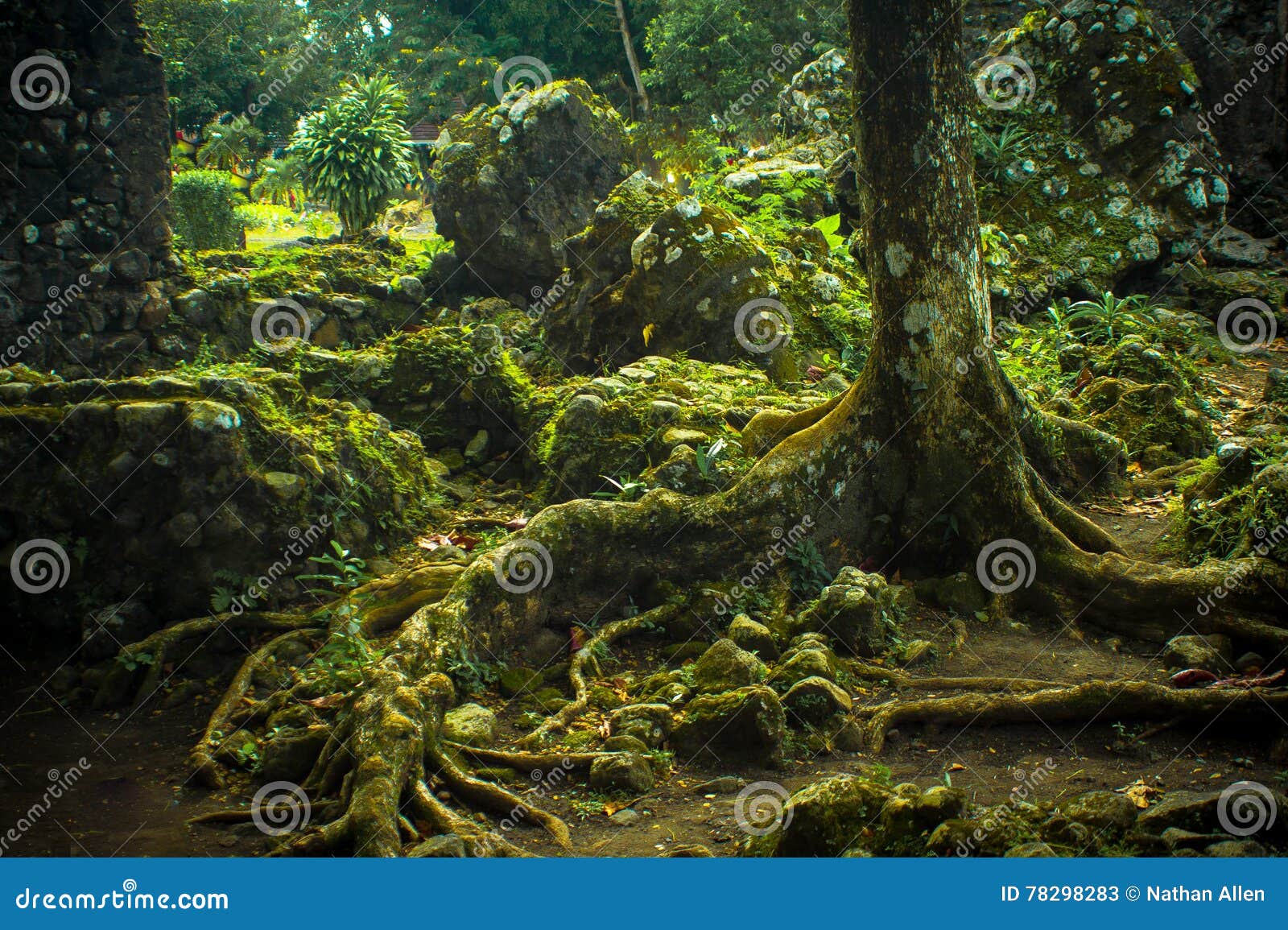 Elaborate Tree Roots Stock Photos - Free & Royalty-Free Stock Photos ...