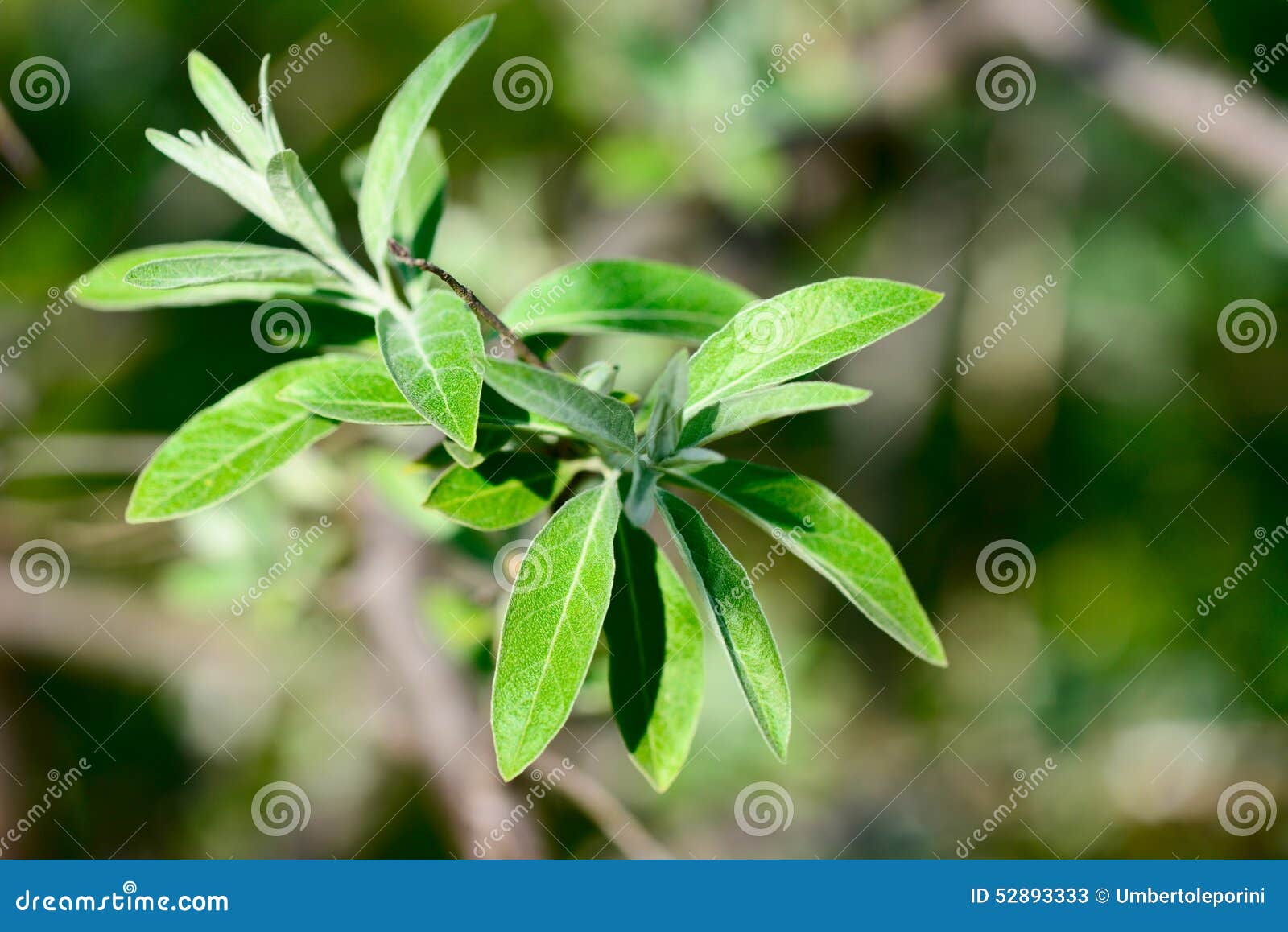 Elaeagnus Commutata - American Silverberry Stock Image - Image of ...